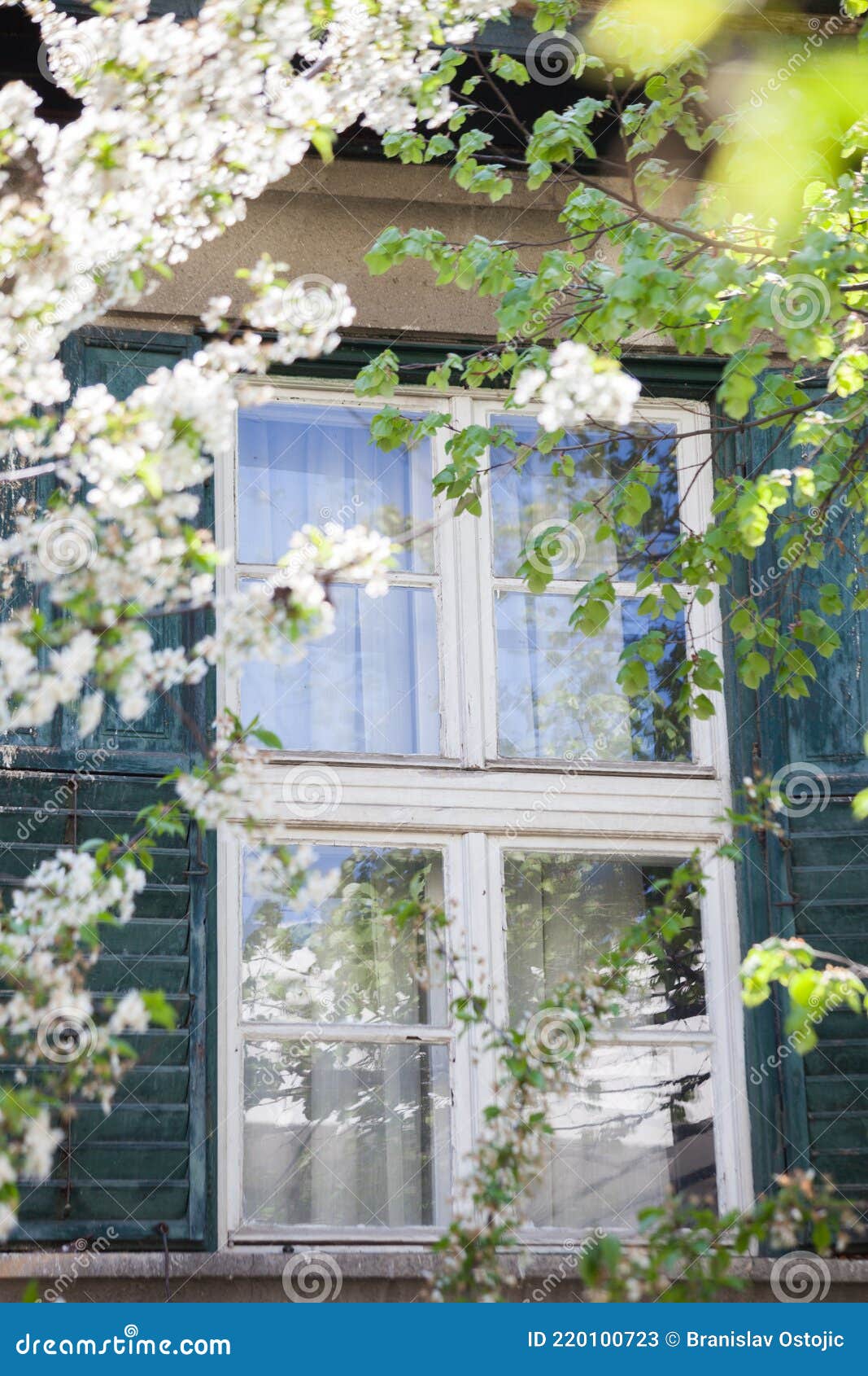 Window of an Old House in City Framed by Spring Branches Stock Image ...
