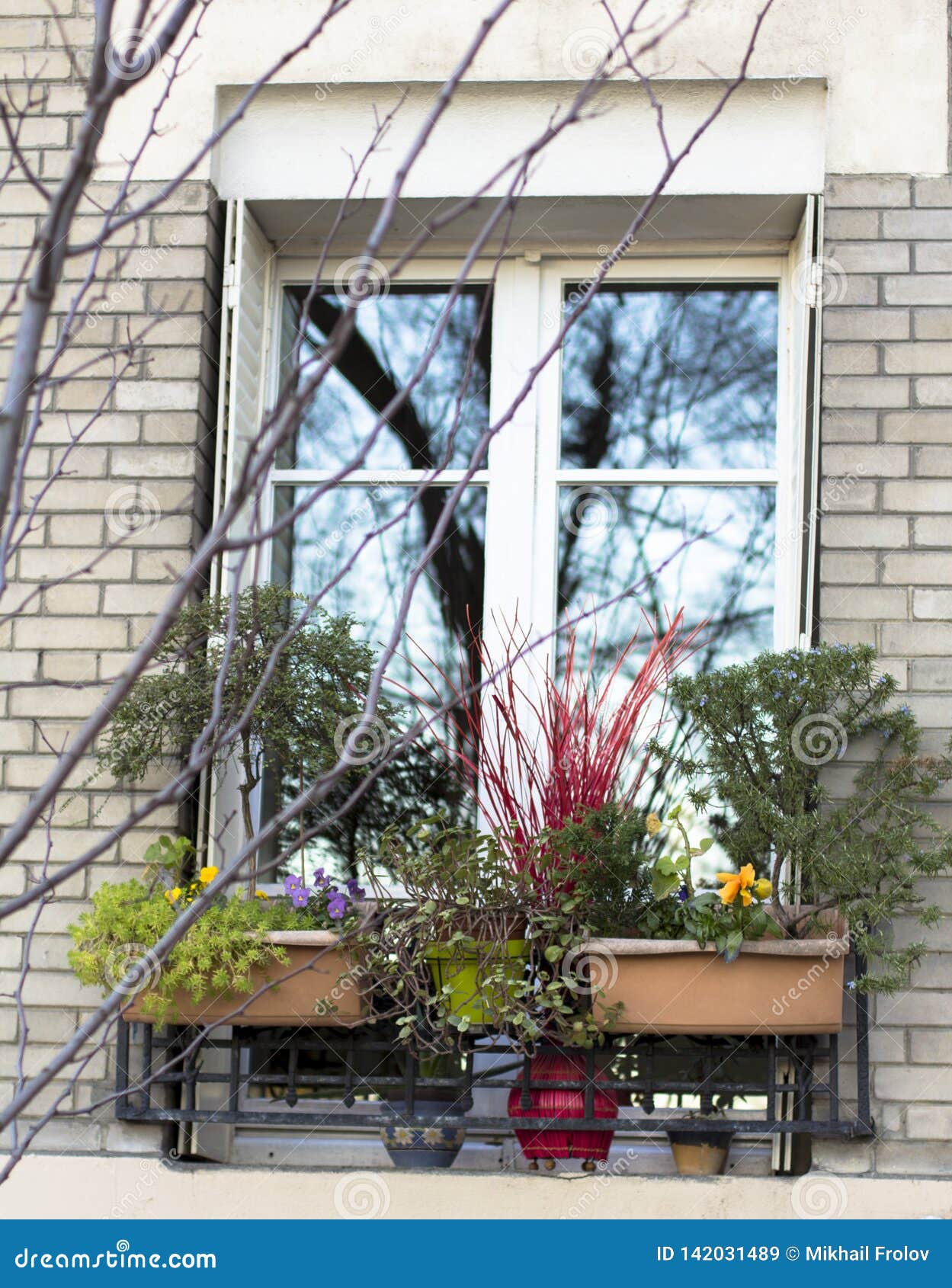 Window from Outside with Winter Flowers. Tree Reflection Stock Image ...