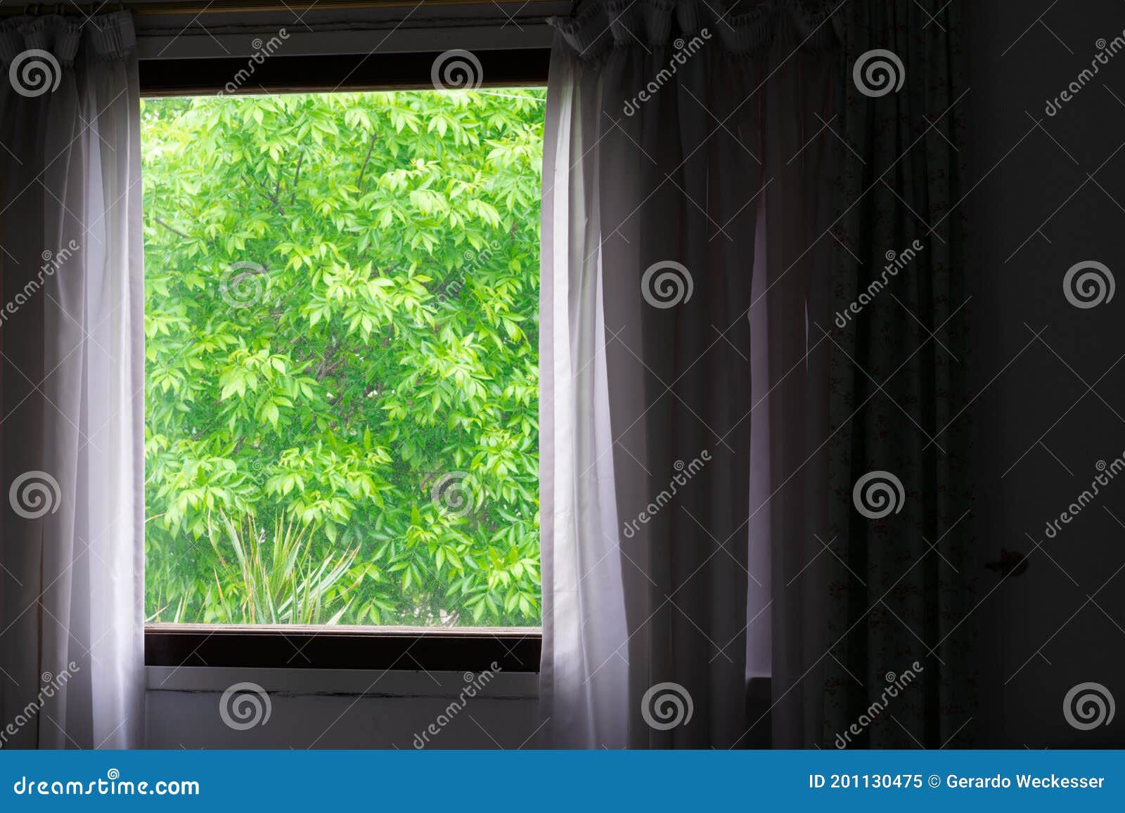 Window Overlooking the Top of a Tree Stock Image - Image of freedom ...