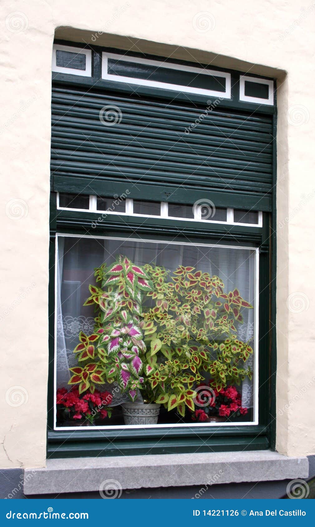 Window plants stock photo. Image of window, plants, flowering - 14221126