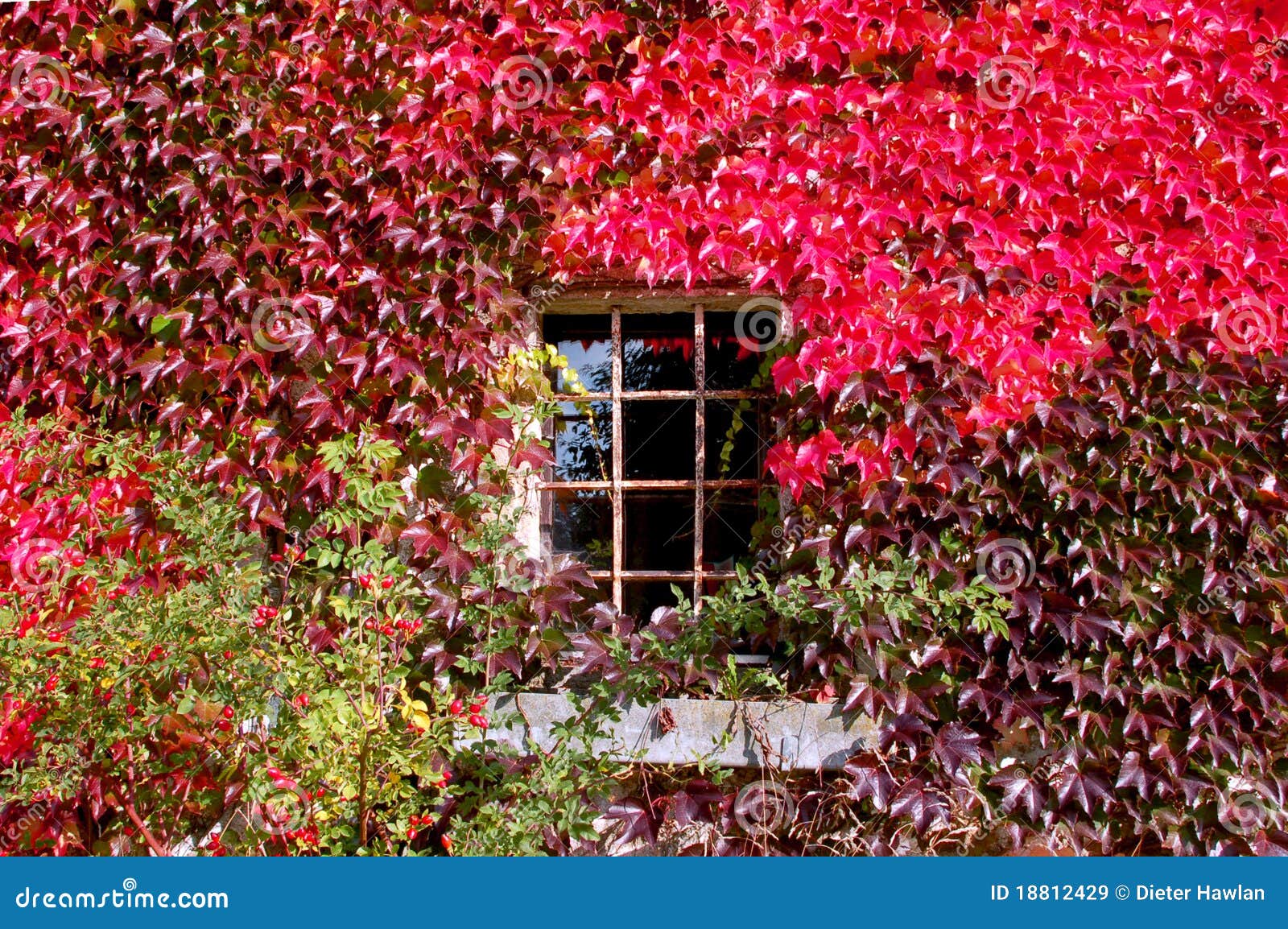 Window with Red Autumn Foliage Stock Image - Image of fall, facade ...