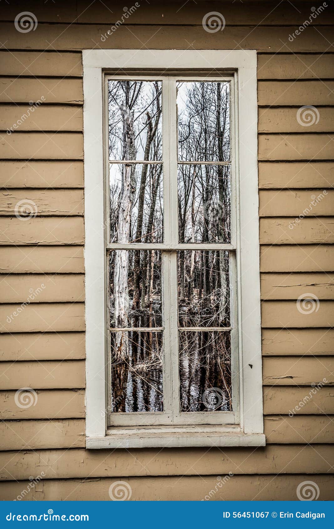 Window Reflects Spooky Swamp Stock Image - Image of swamp, siding: 56451067