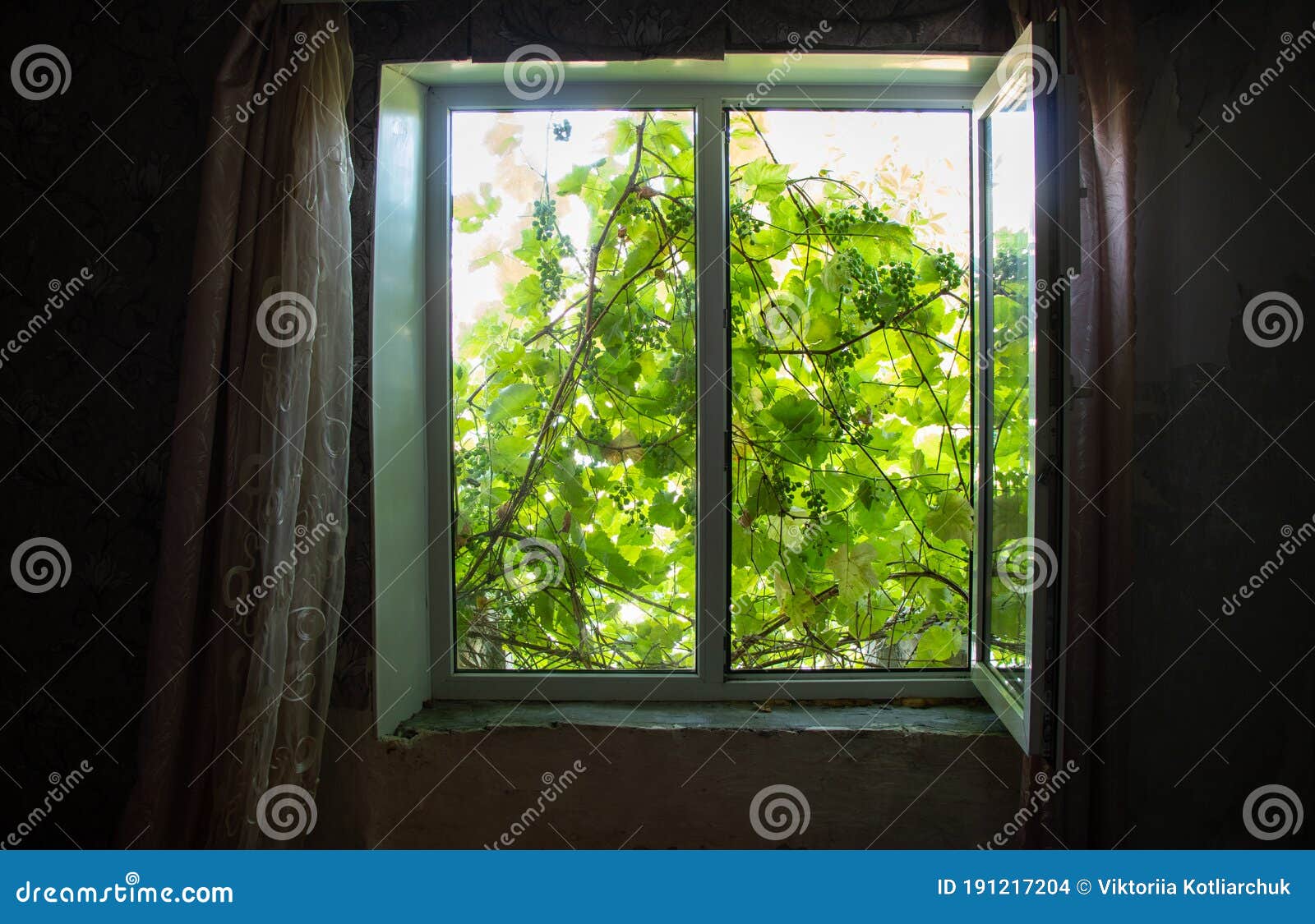 Window in a Room Overgrown with Vines in the Rays of Sunlight Stock ...