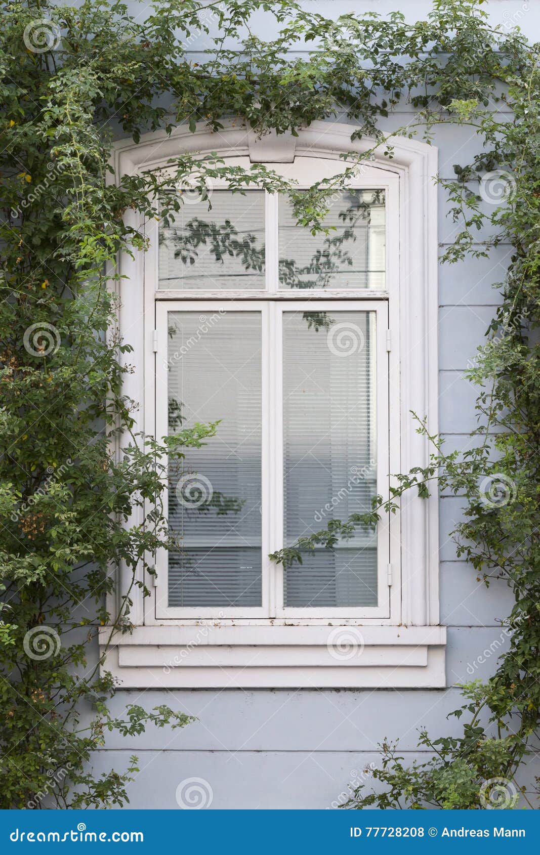 Window with rose branches stock photo. Image of pane - 77728208