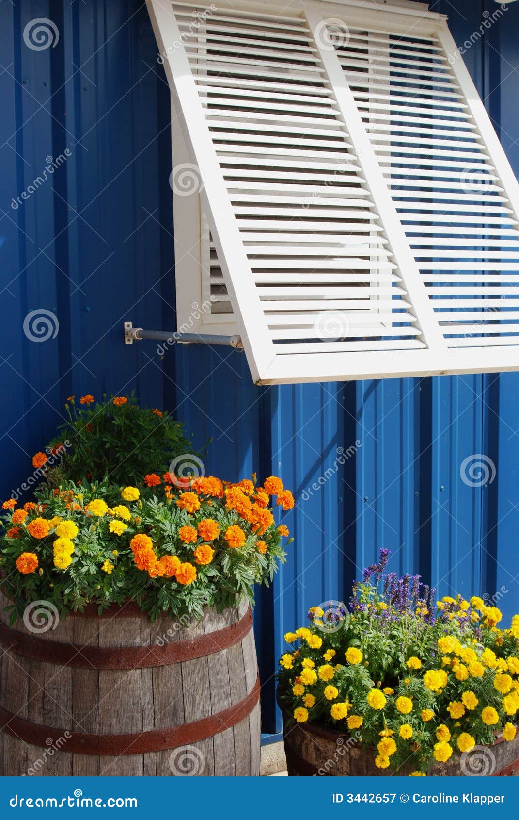 Window shutter and flowers stock image. Image of blossoming - 3442657
