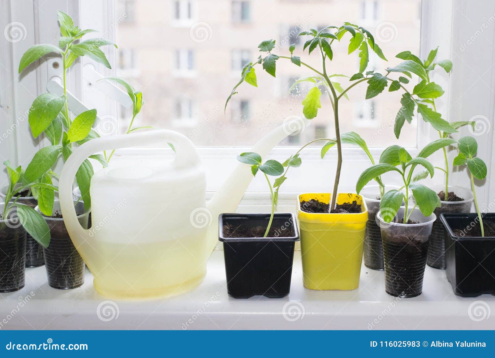 Window sill garden stock image. Image of life, earth - 116025983