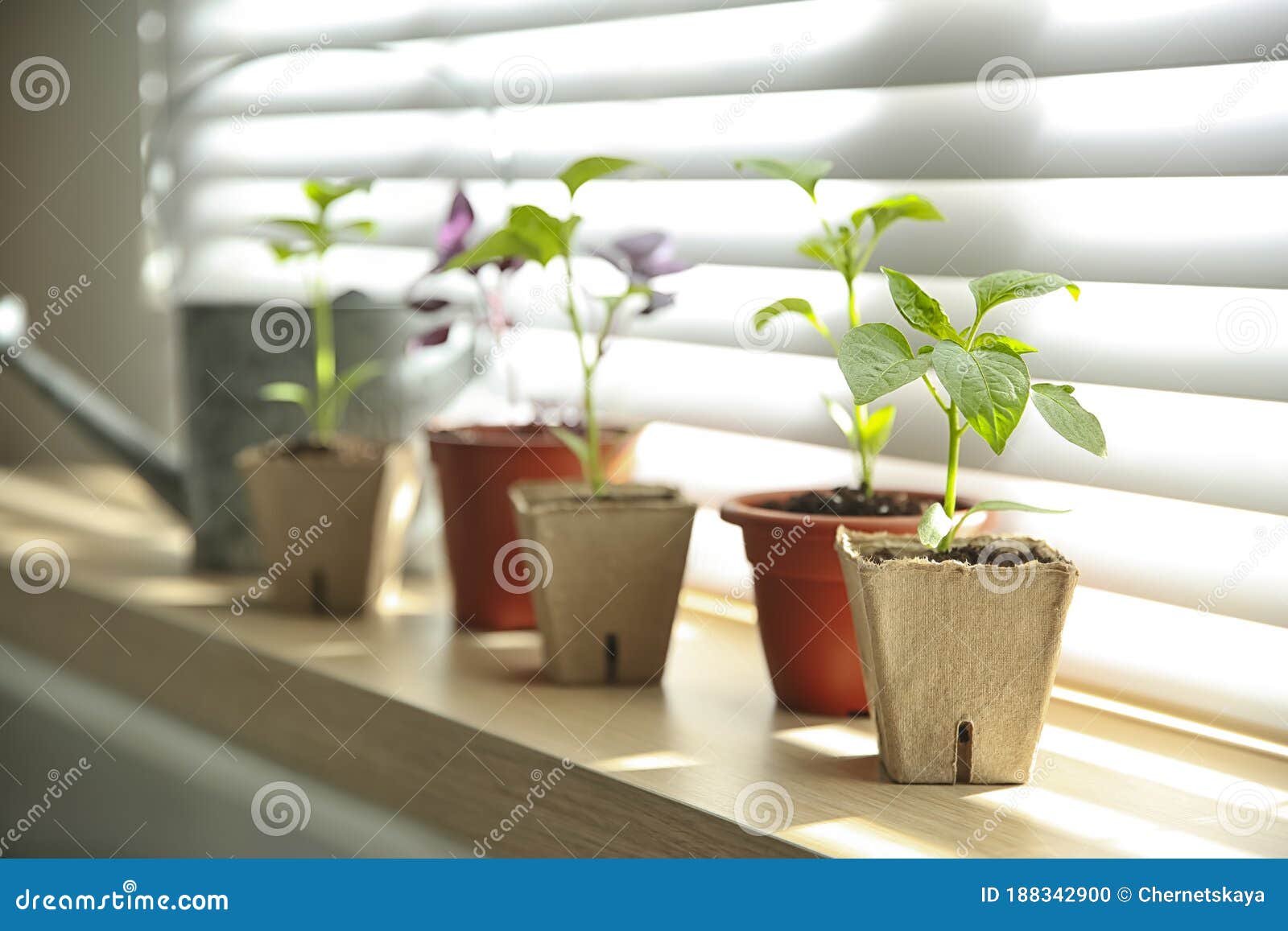 Window Sill with Young Vegetable Seedlings Stock Photo - Image of ...