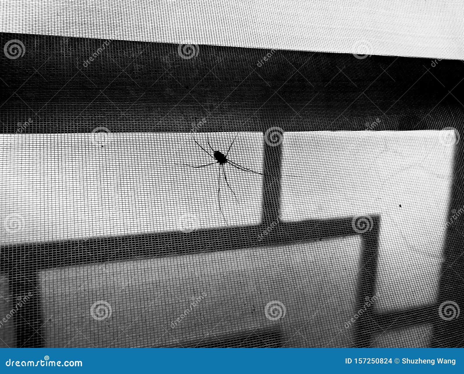 Window spider stock photo. Image of central, leaves - 157250824