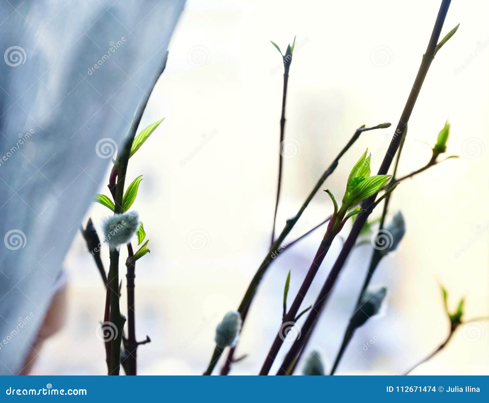 Branch With Buds Of An Ash Tree Fraxinus Excelsior Stock Photo ...