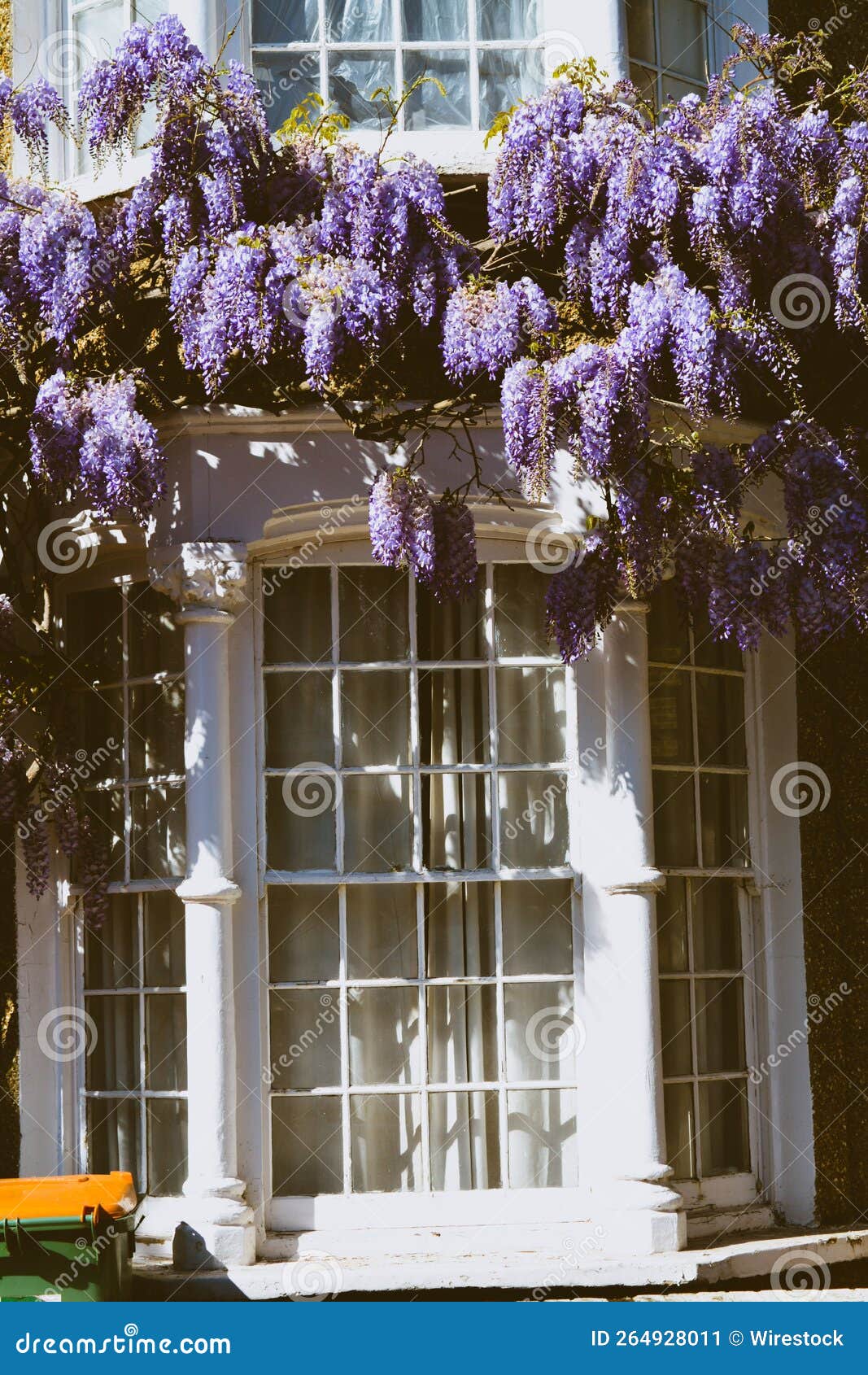 Window Surrounded by Blooming Wisteria Stock Image - Image of bright ...