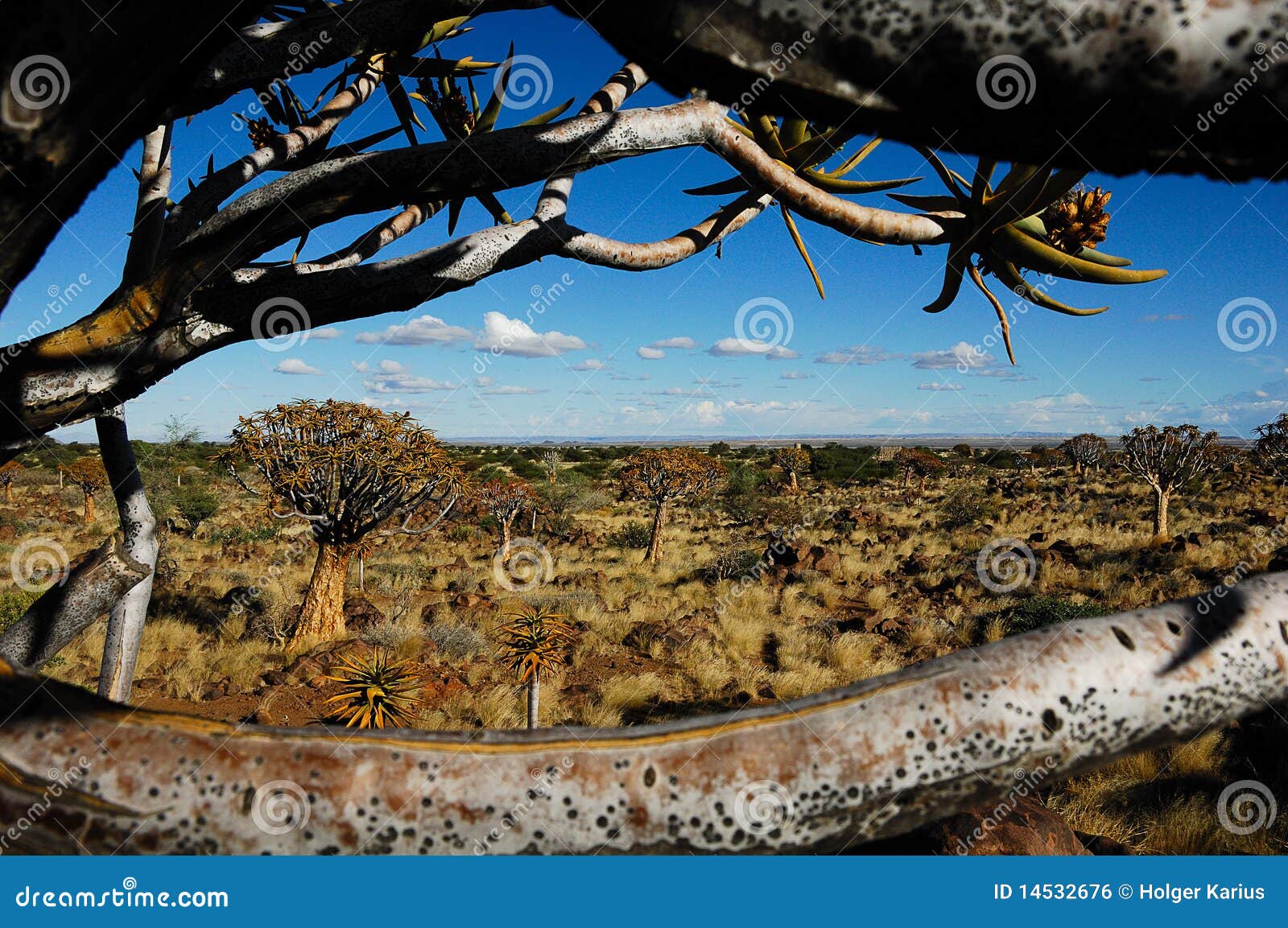 Quiver Tree With Birds Nest Royalty-Free Stock Photography ...
