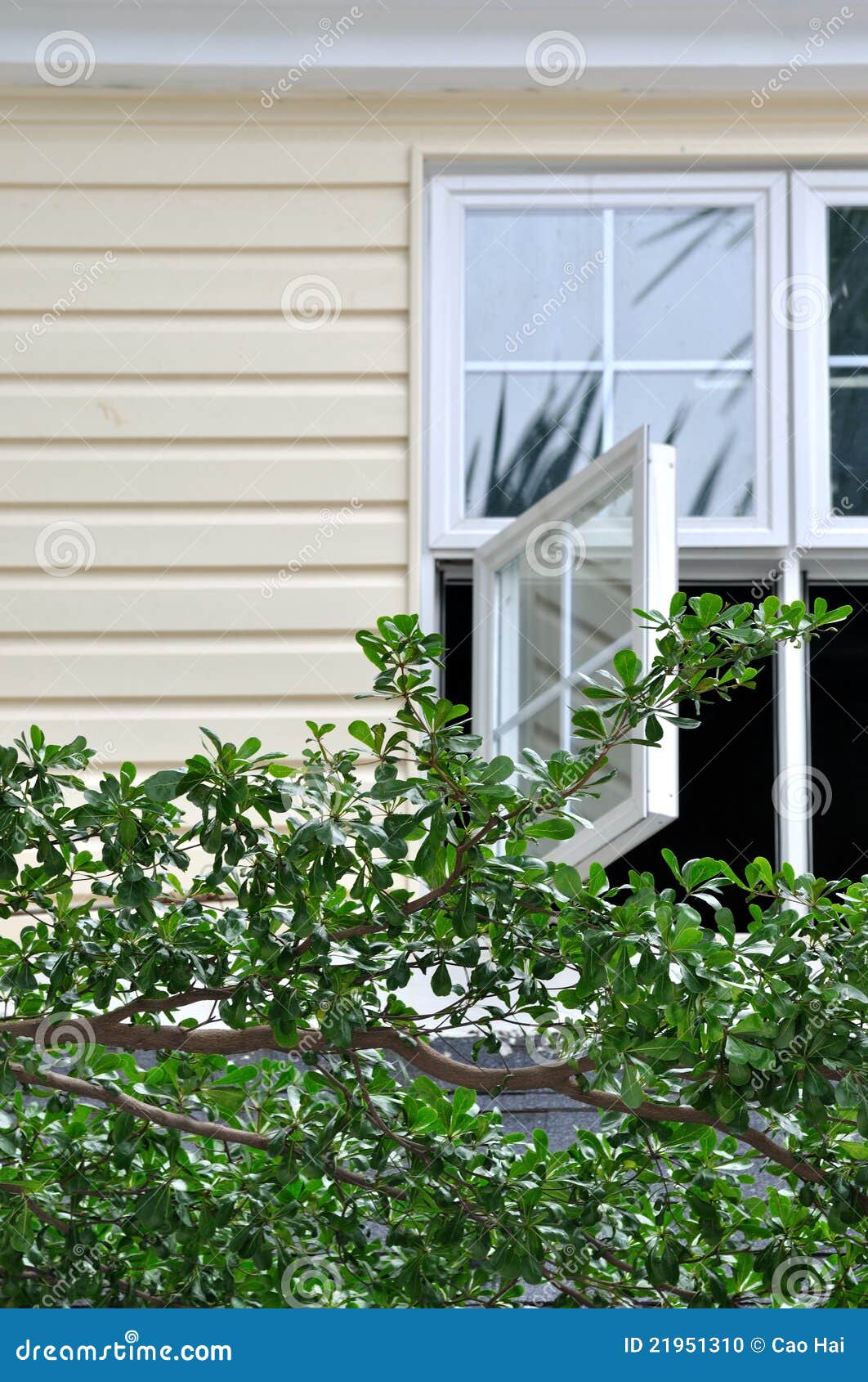 Window and tree branch stock photo. Image of block, external - 21951310