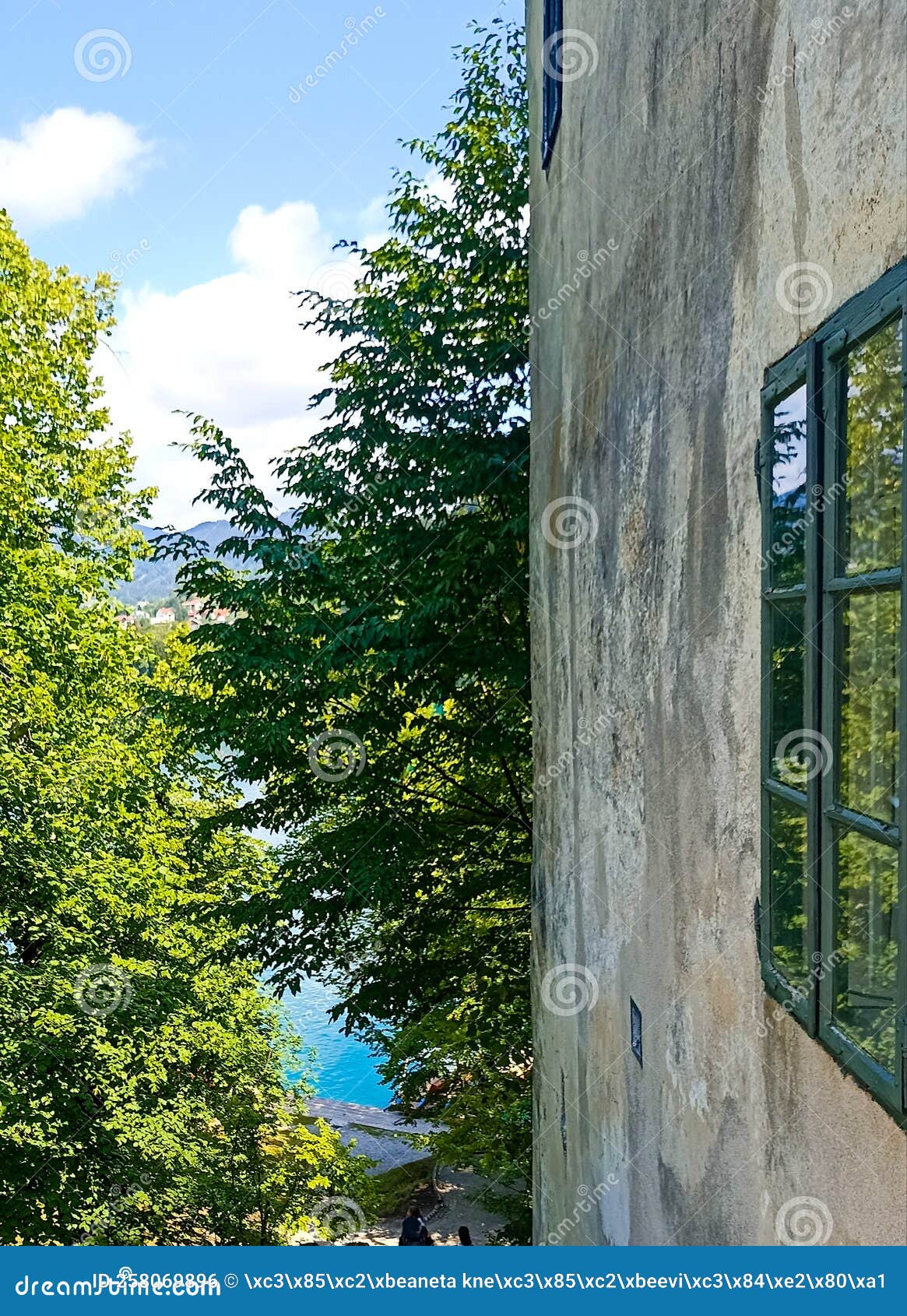 Window tree shadow stock photo. Image of wall, window - 258069896
