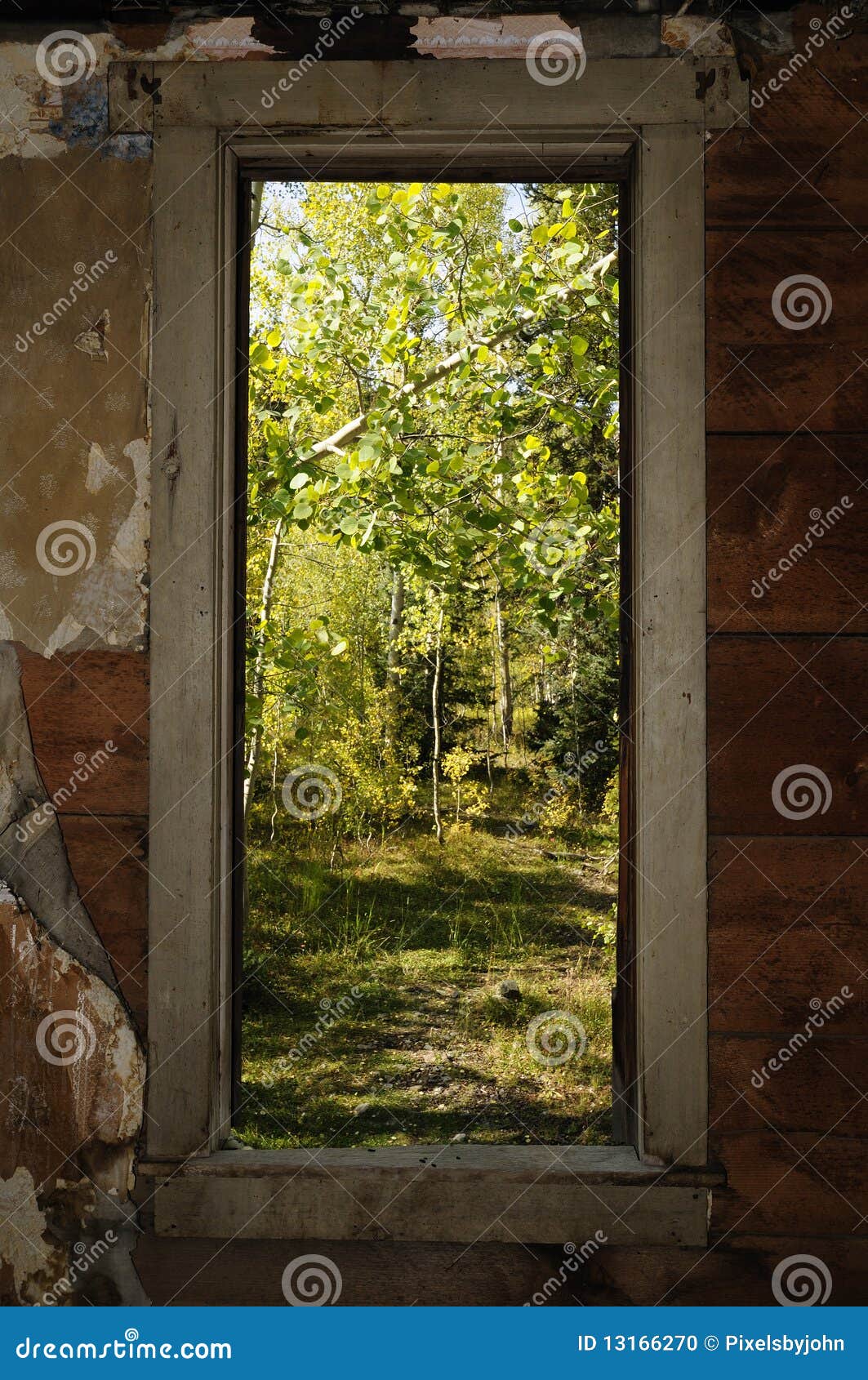 Window of trees stock photo. Image of juan, colorado - 13166270