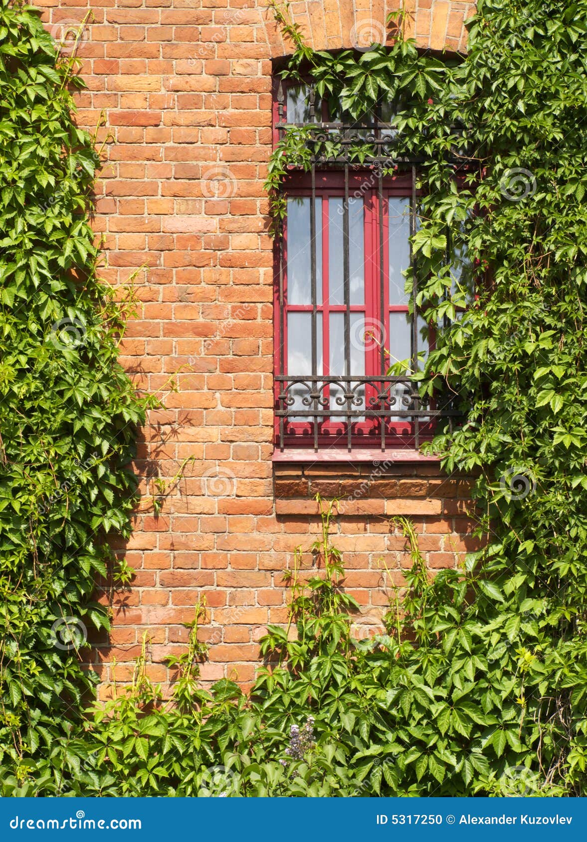 Window with vine stock photo. Image of facade, wall, city - 5317250