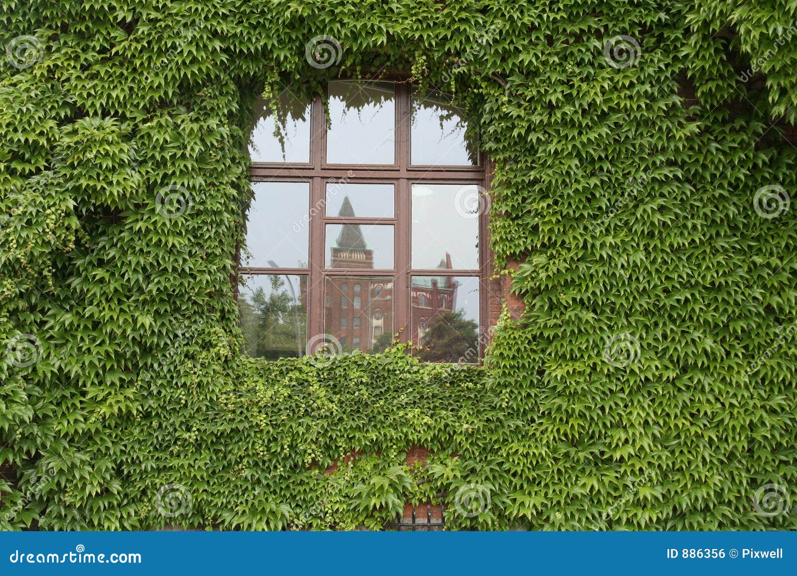 Window and vine stock photo. Image of window, mirror, vine - 886356
