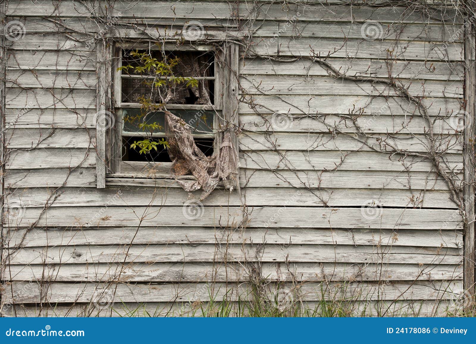 Window with vines stock photo. Image of small, plants - 24178086