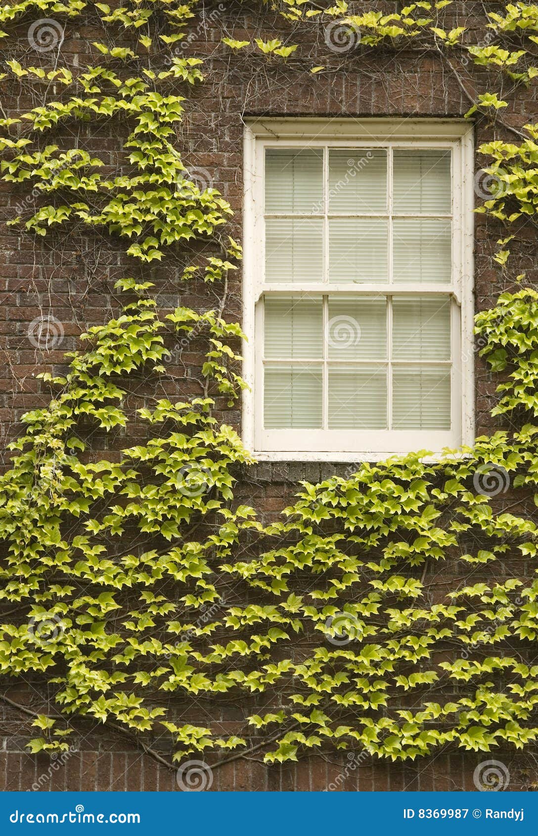 Window Vines stock image. Image of vines, green, covered - 8369987