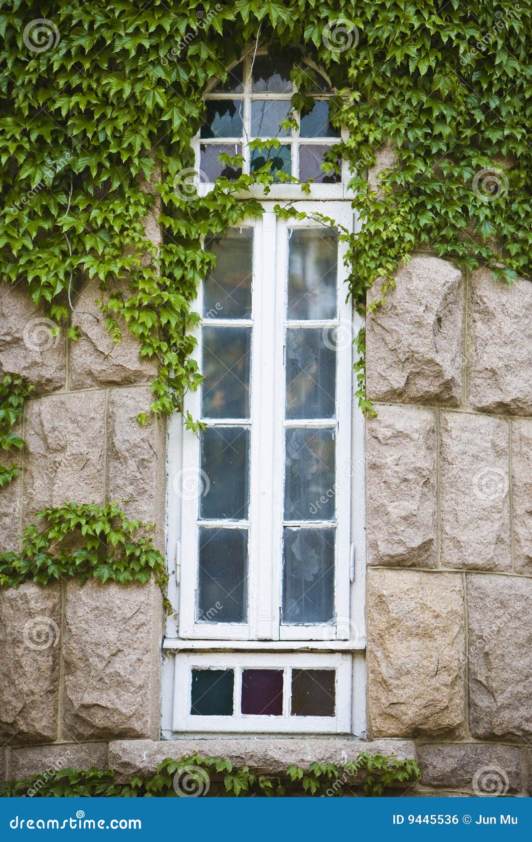 Window and vines stock photo. Image of cover, vine, vines - 9445536