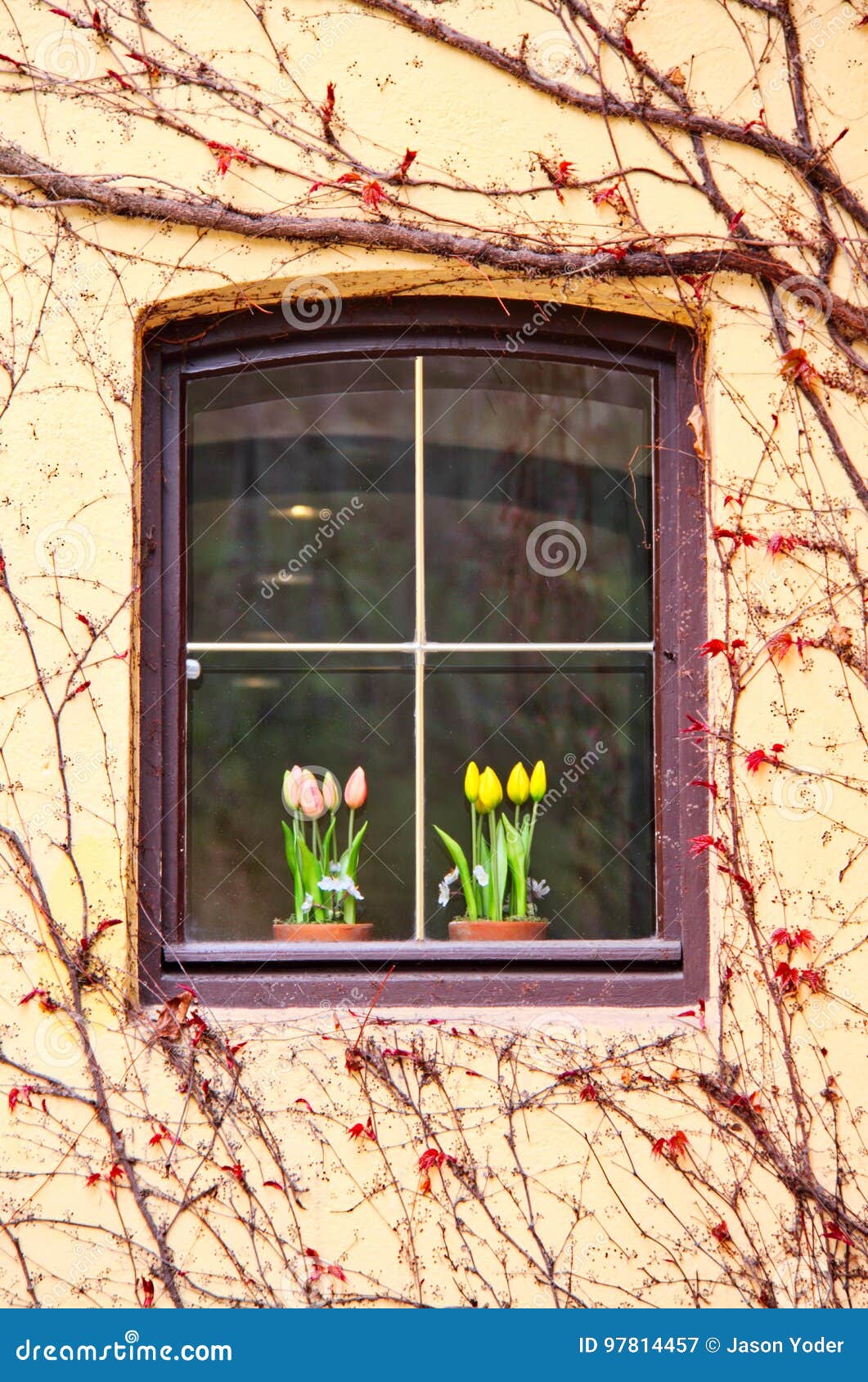 Window with vines stock image. Image of german, building - 97814457