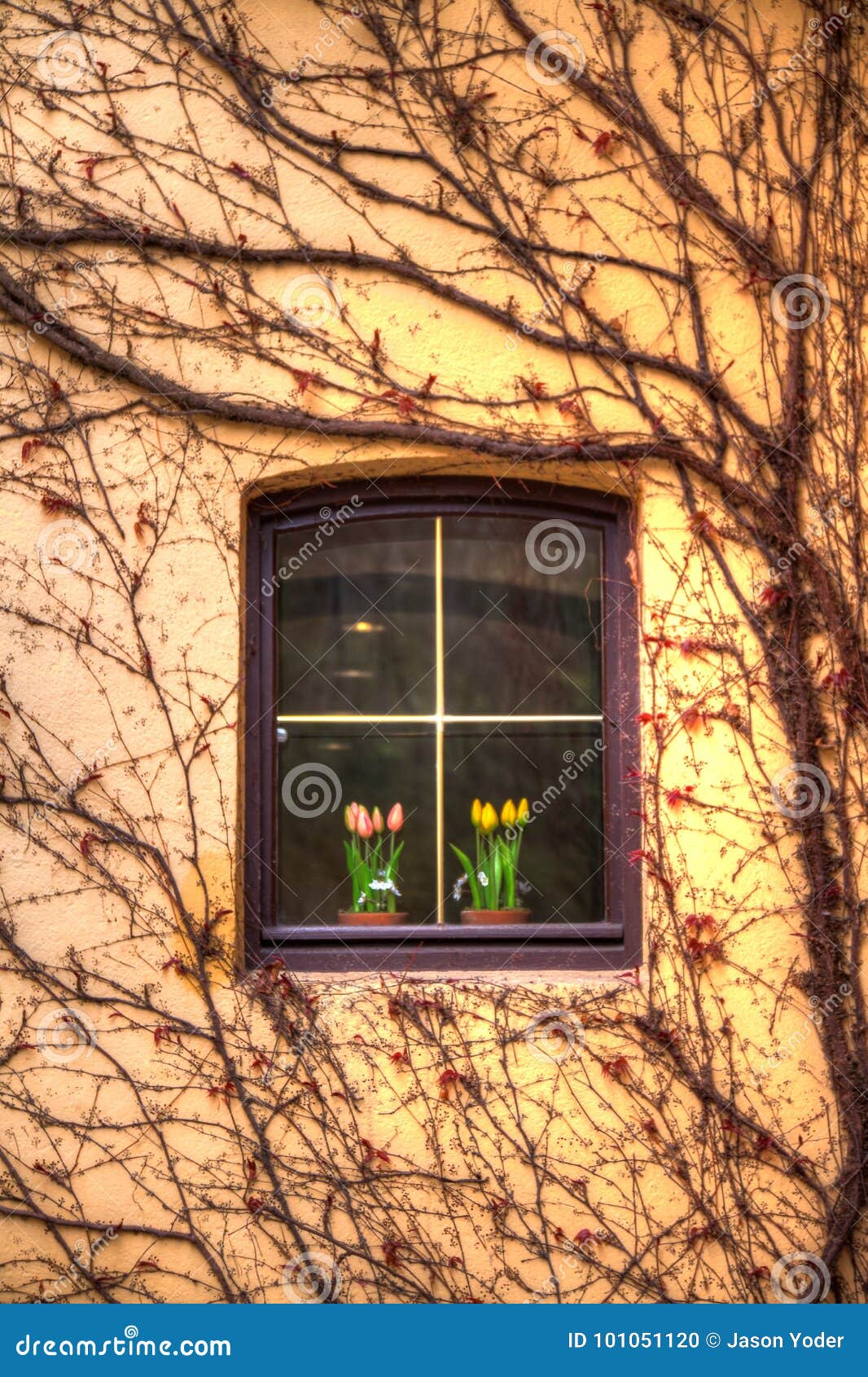 Window with vines stock photo. Image of decorative, dynamic - 101051120