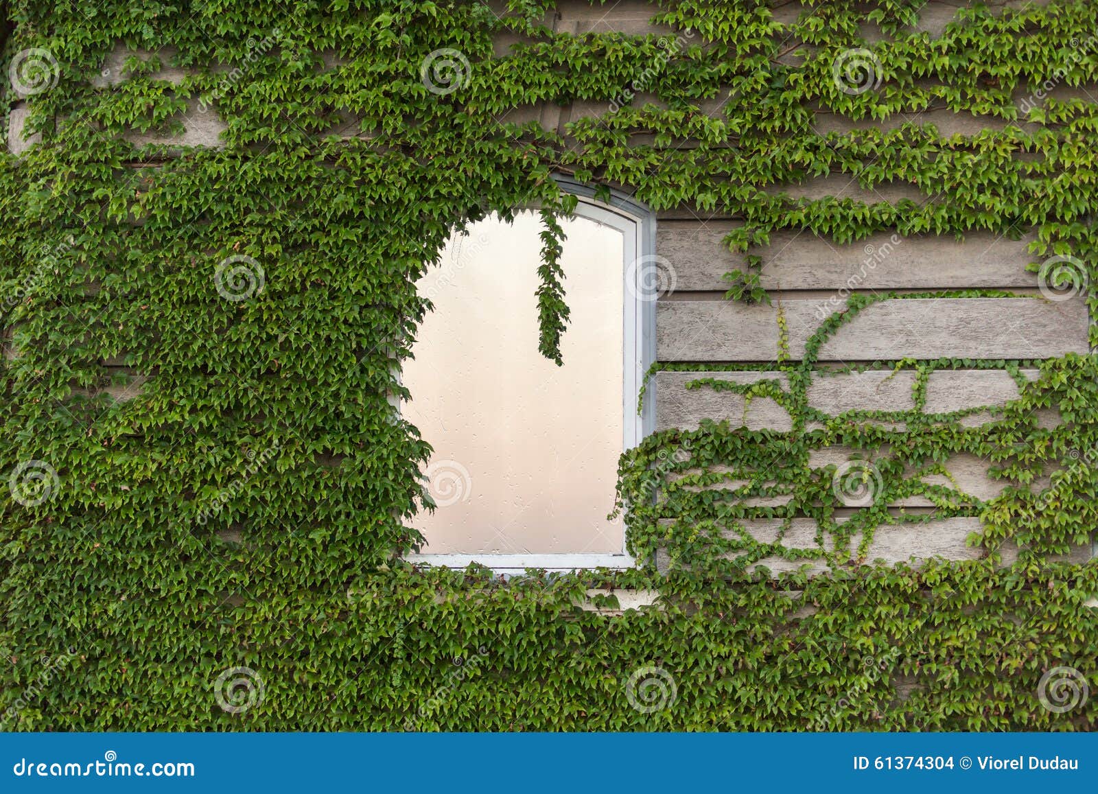 Window in vines on wall stock photo. Image of leafy, wall - 61374304