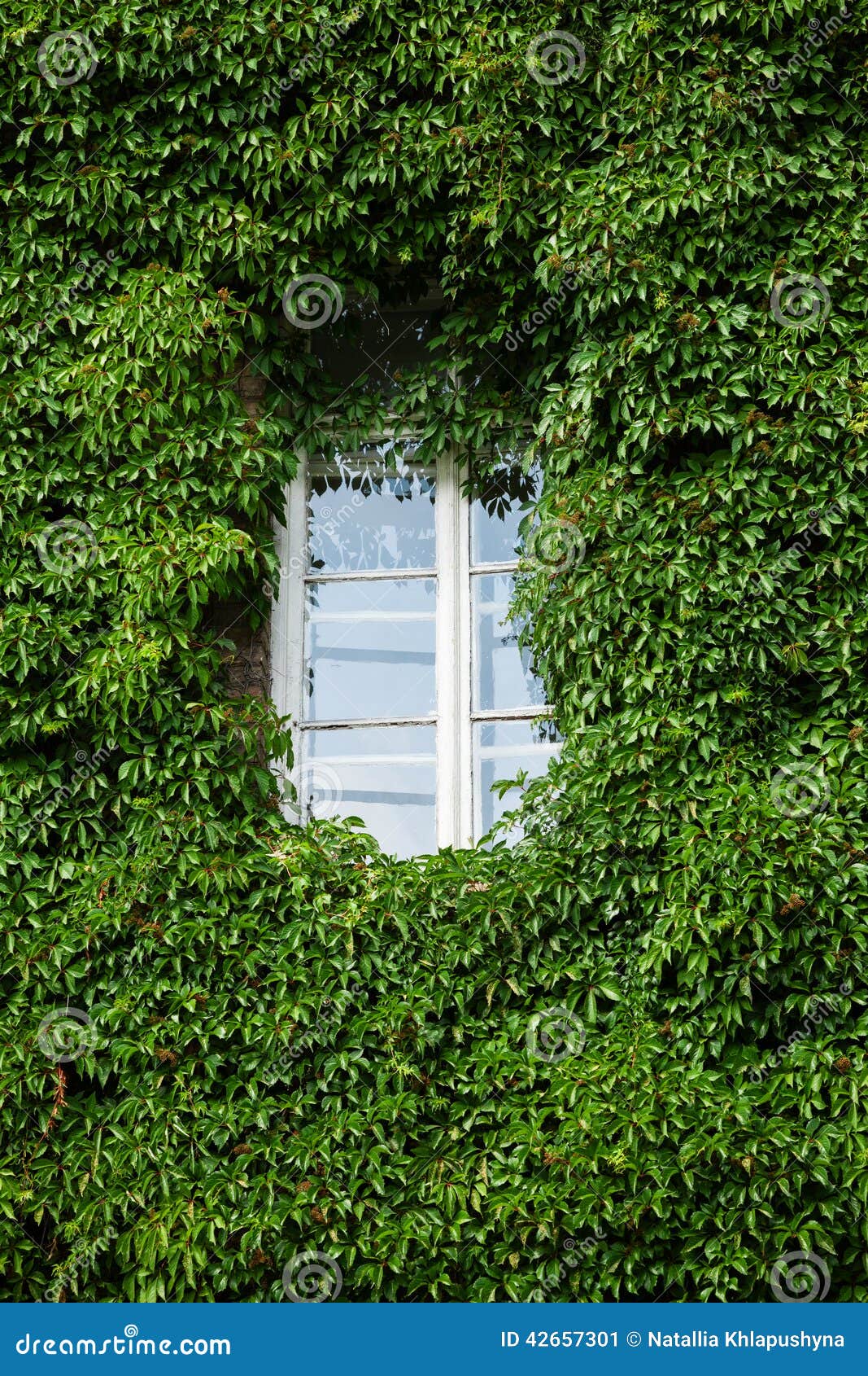 Window and Wall Covered with Ivy Stock Image - Image of living ...