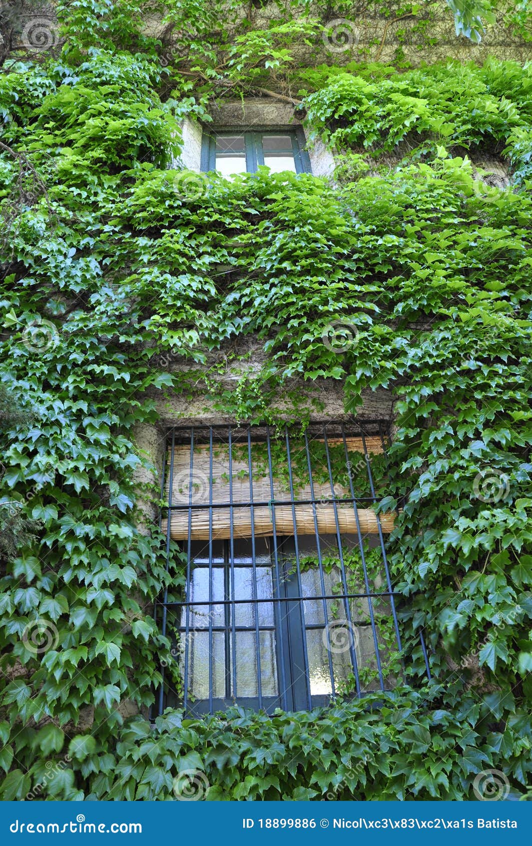 Window on a Wall with Creepers Stock Photo - Image of details, morning ...