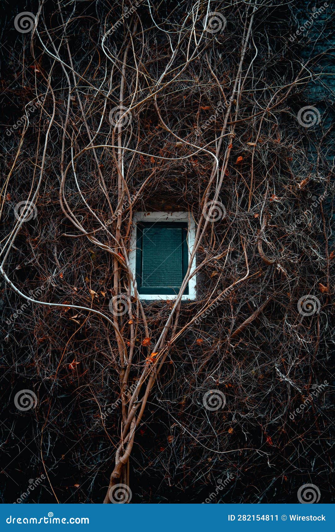 A Window on a Wall is Surrounded by Twigs and Branches Stock Image ...