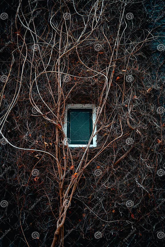 A Window on a Wall is Surrounded by Twigs and Branches Stock Image ...