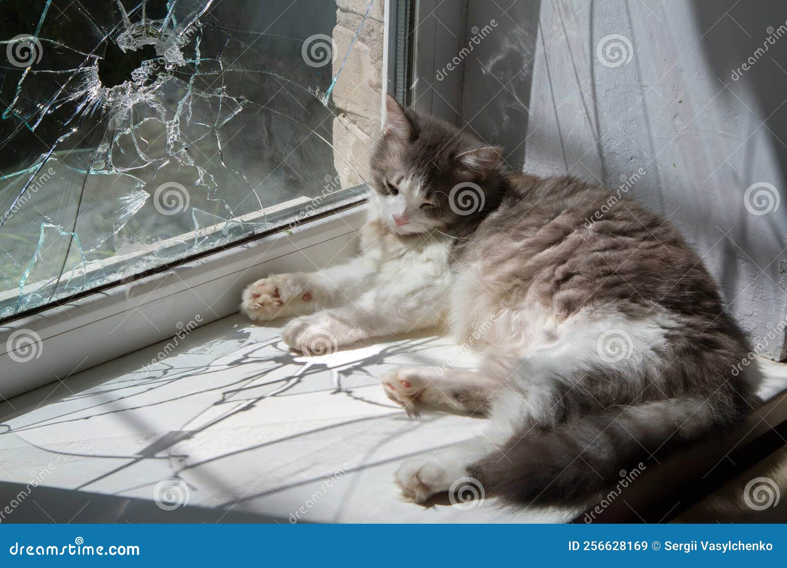 The Window Was Damaged by the Explosion. the Cat is Sleeping on the ...