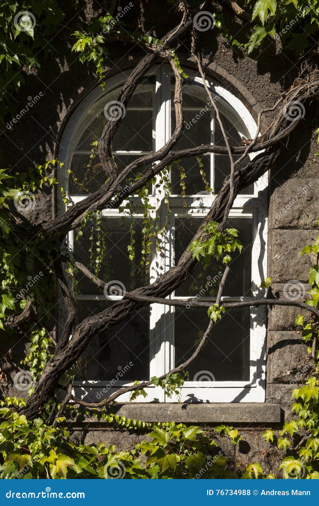 Window with White Frame and Overgrown with Vines Stock Photo - Image of ...