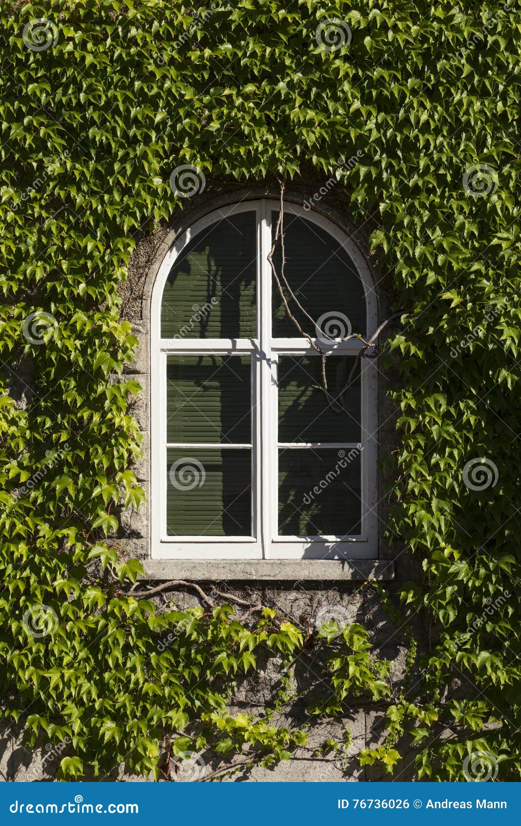 Window with White Frame and Green Vines Stock Photo - Image of dense ...