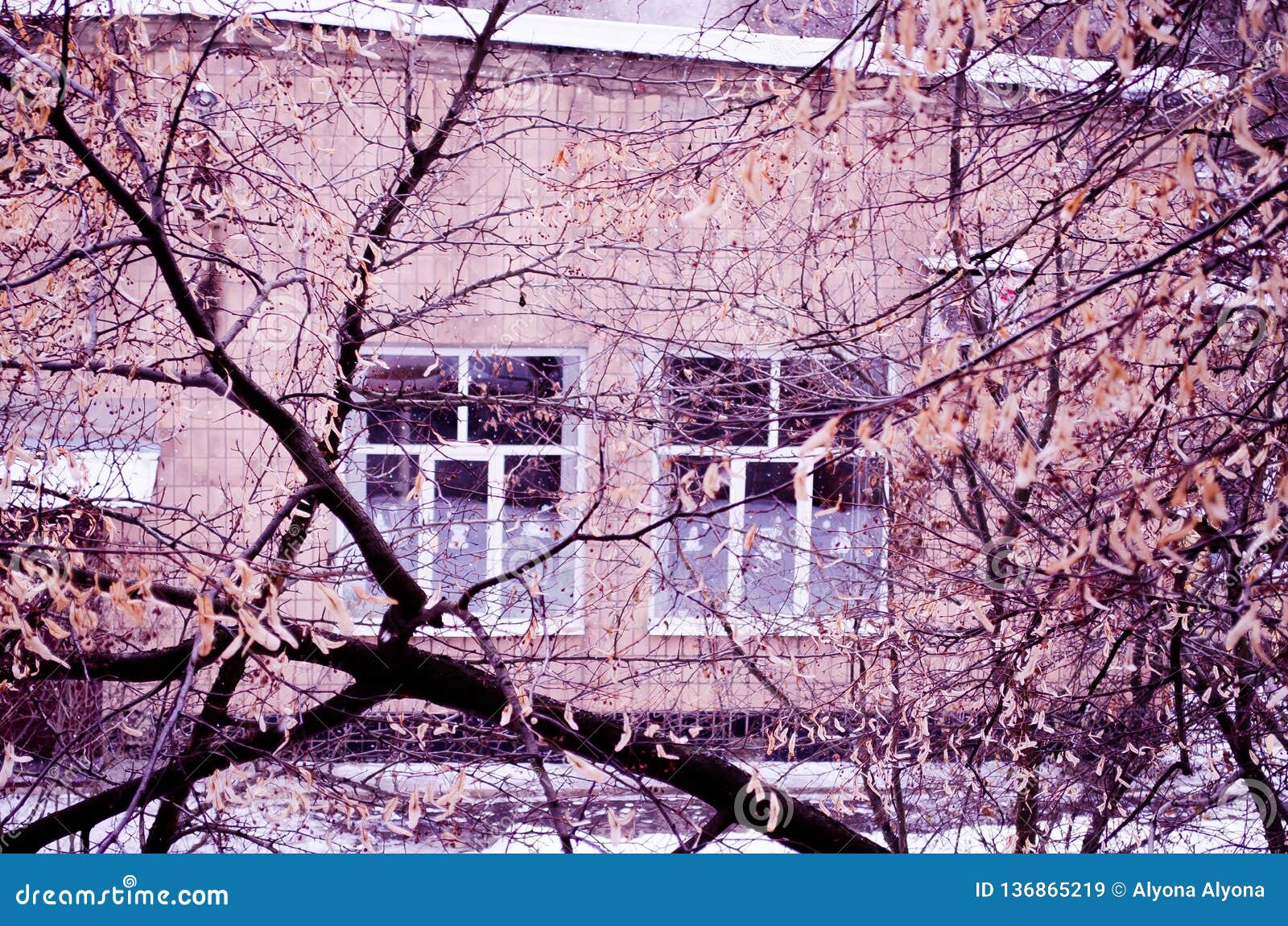 Window. Winter Landscape. the Branches in the Trees. Delivery Multiple ...