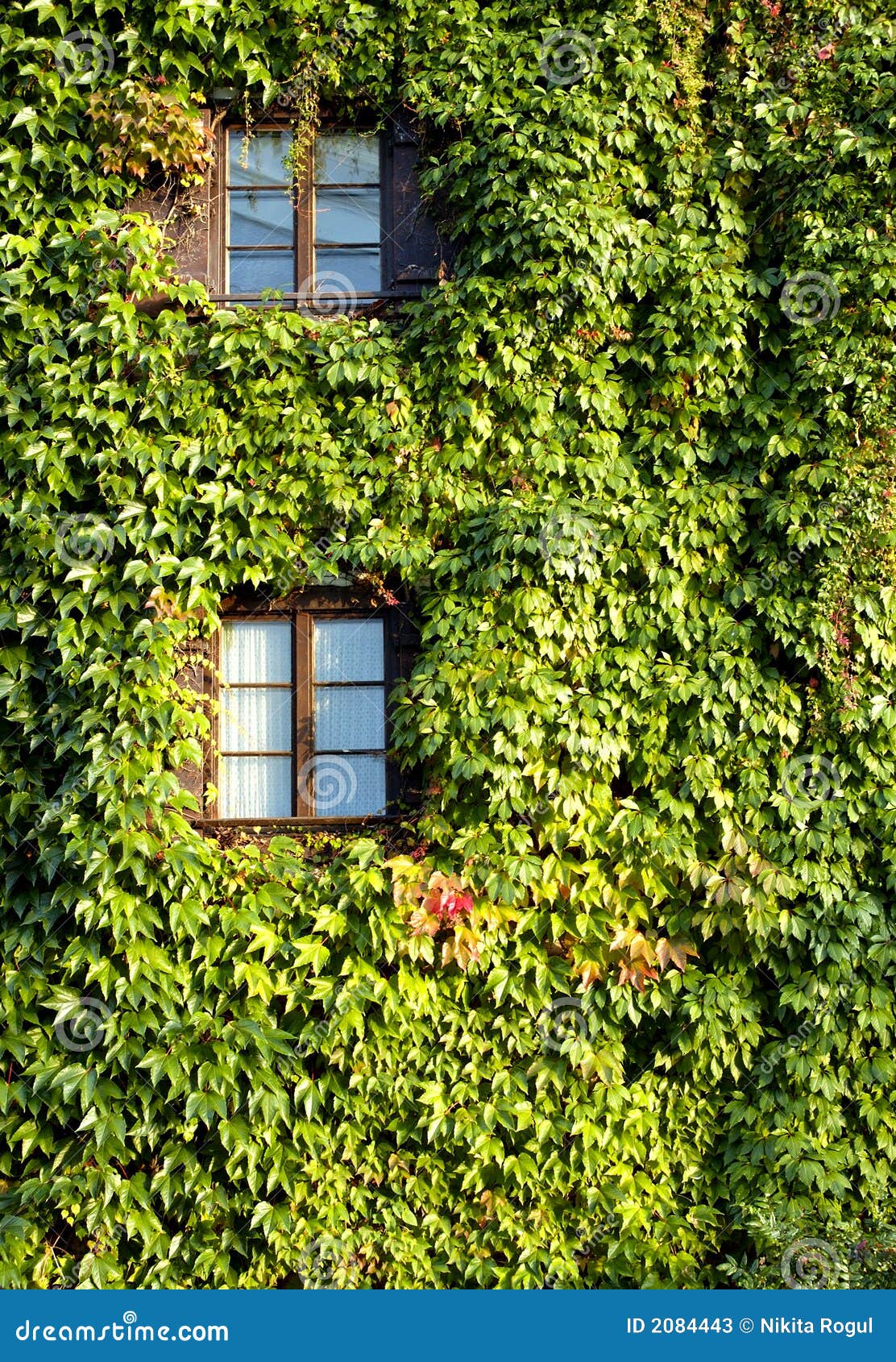 Windows stock image. Image of green, botany, outdoors - 2084443