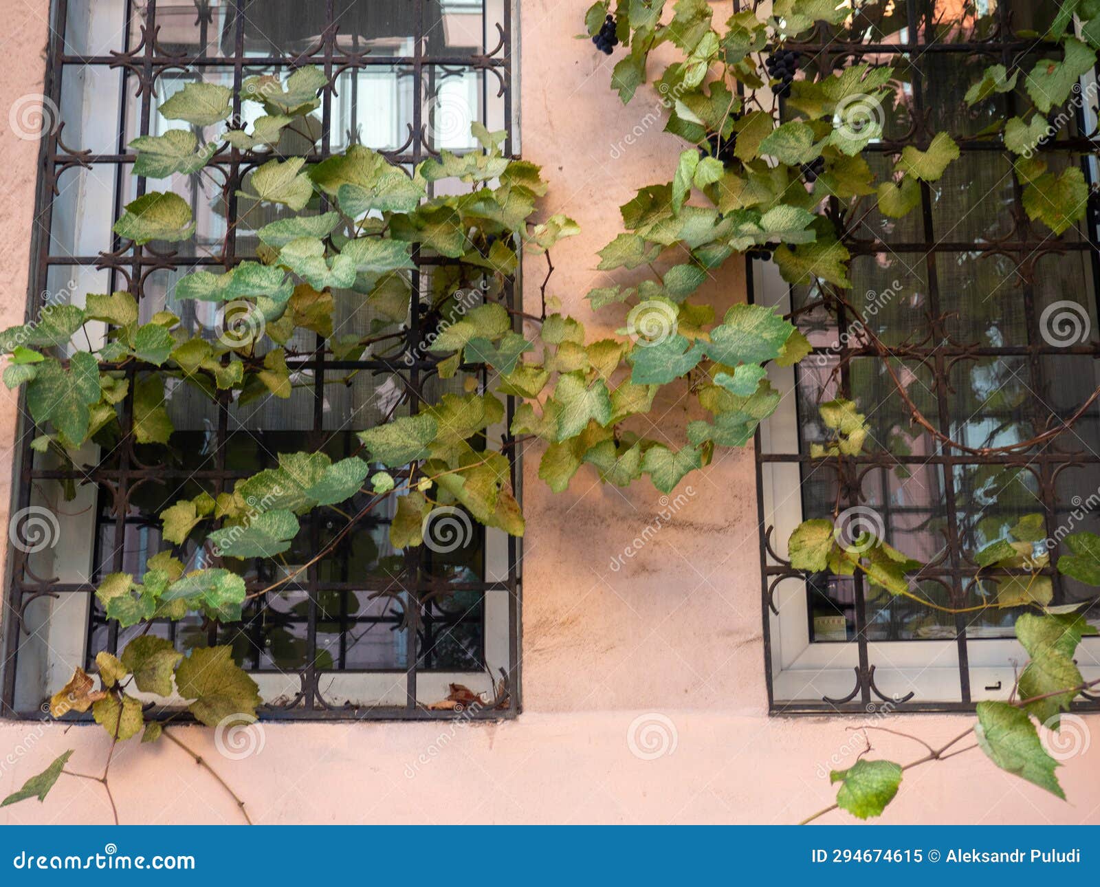 Windows with Bars and Autumn Leaves on the Tree. Tree Branches Against ...
