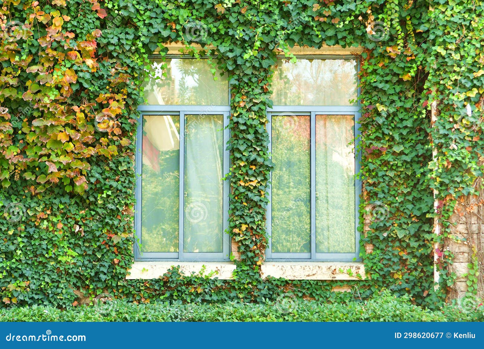 Windows on Facade of Building Covered with Vines in Autumn Imagen de ...