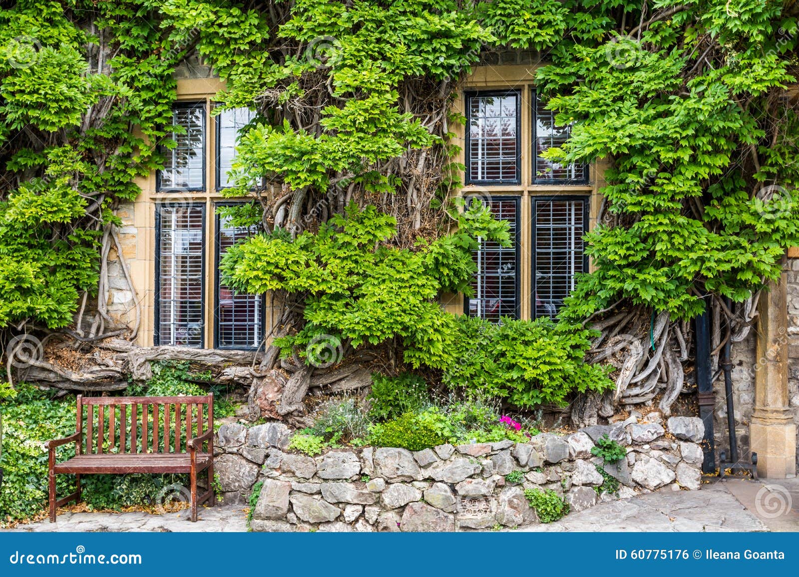 Windows framed in ivy stock photo. Image of framed, color - 60775176