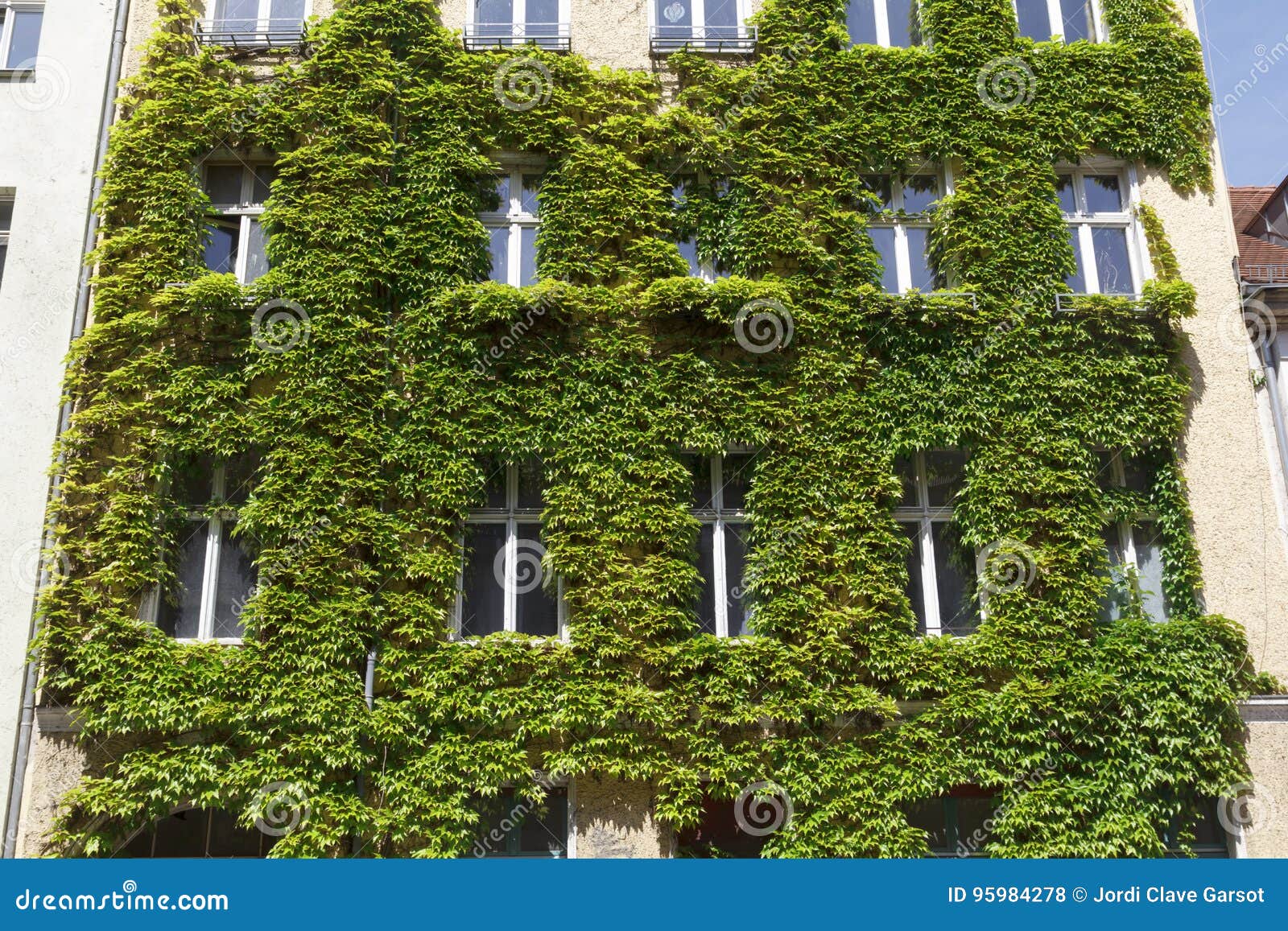 Windows in a green wall stock photo. Image of vegetation - 95984278