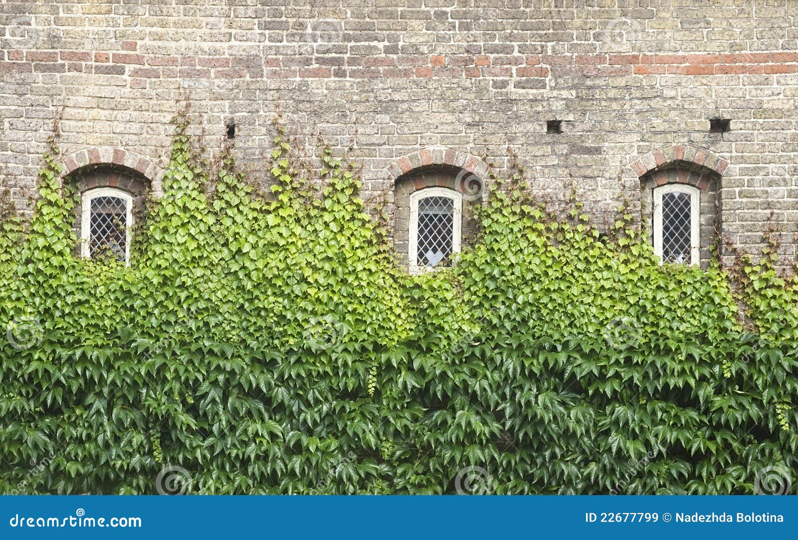 Windows with ivy stock image. Image of house, covering - 22677799