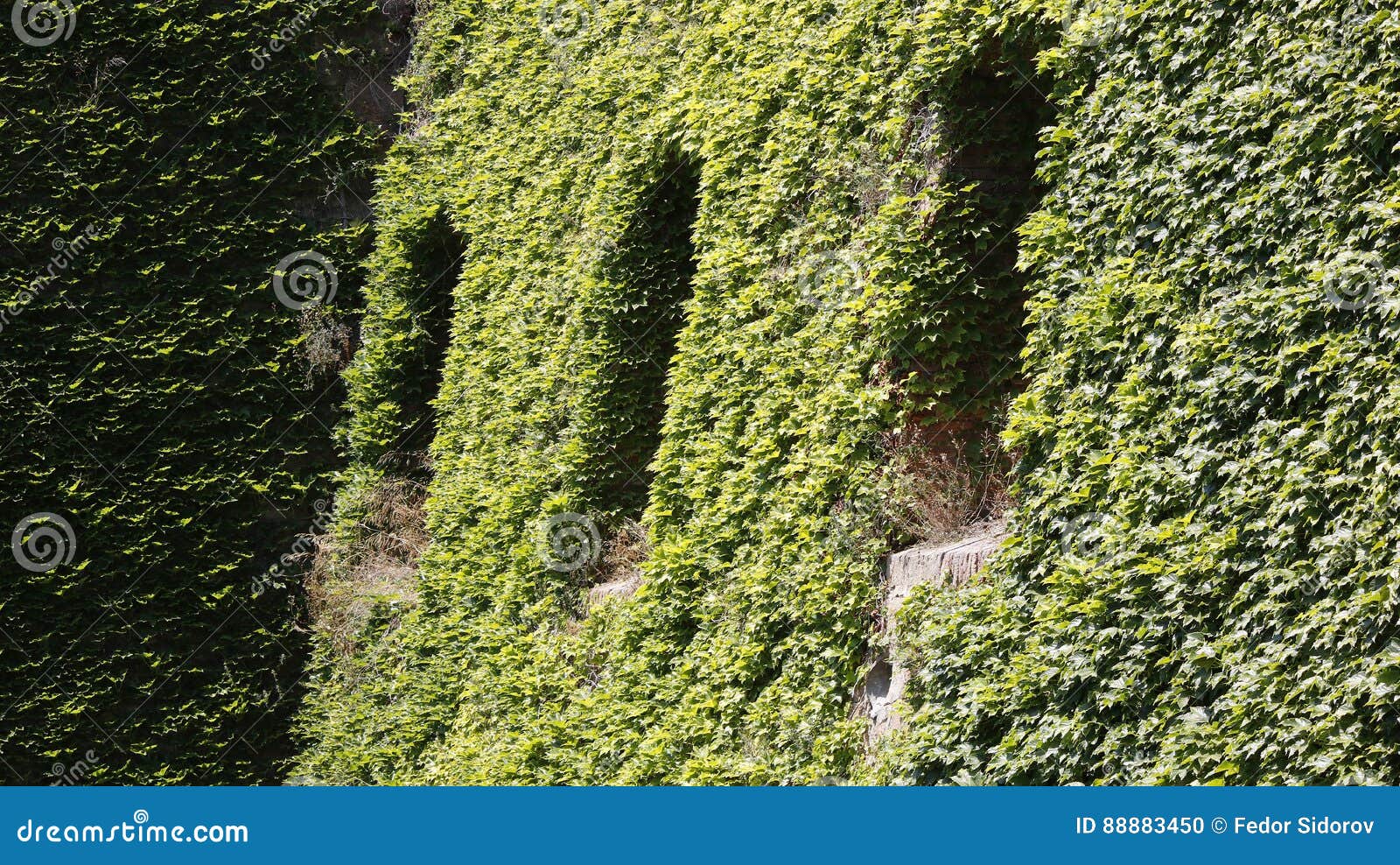 Windows in an ivy wall stock photo. Image of green, creeper - 88883450