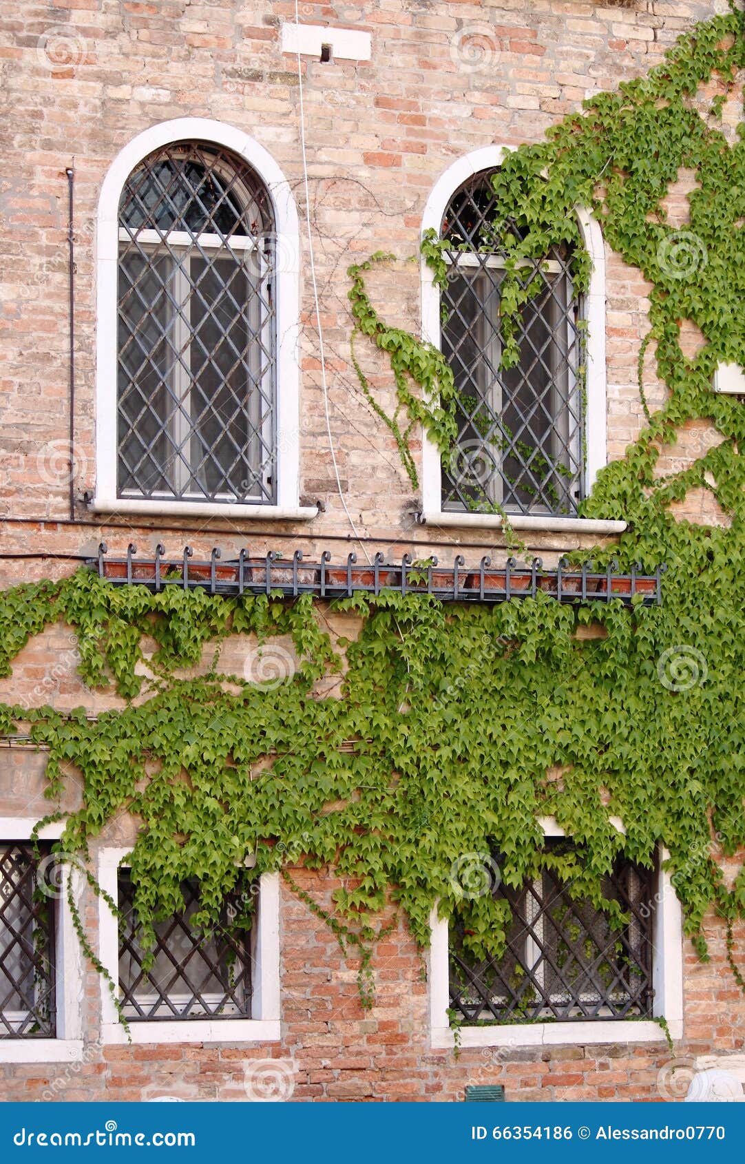 Windows with ivy stock photo. Image of overgrown, garden - 66354186