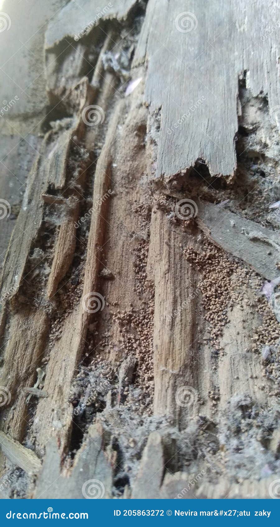 Windows Made of Fragile Wood Stock Photo - Image of fragile, messy ...