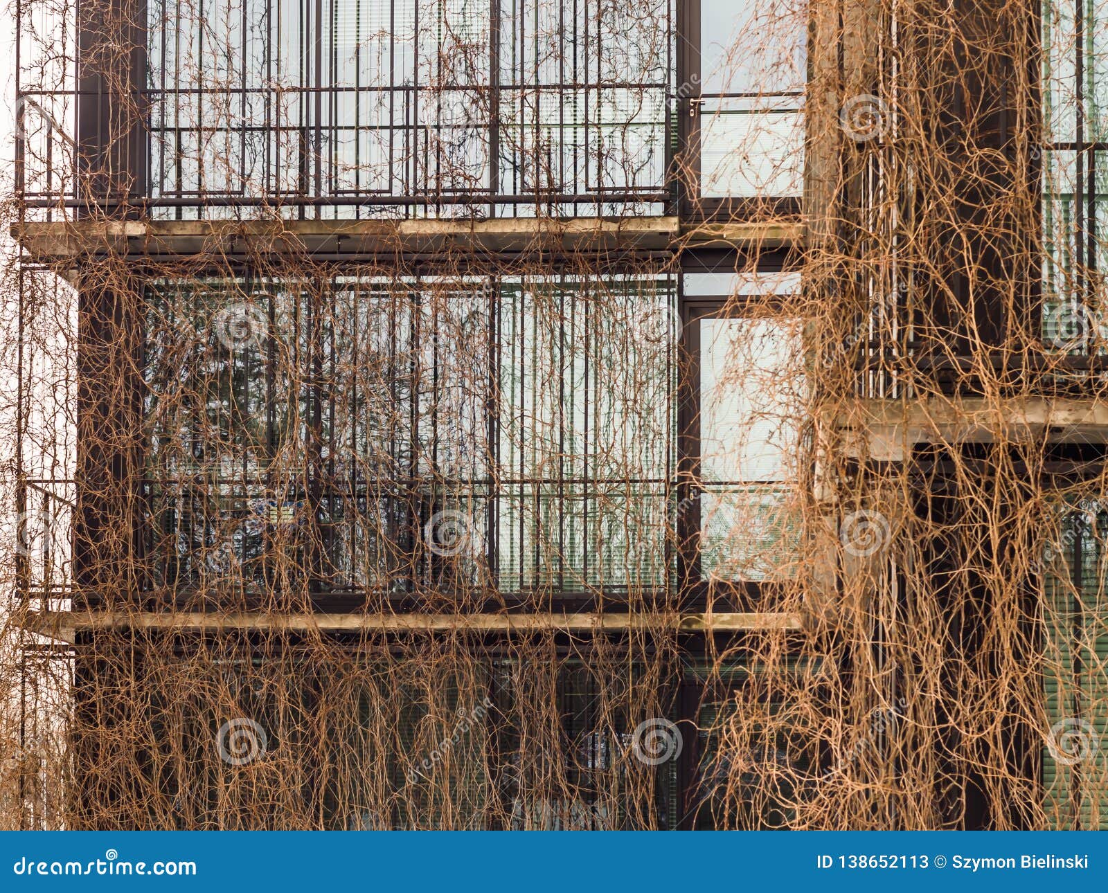 Windows of an Office Building Overgrown with Vines Stock Image - Image ...