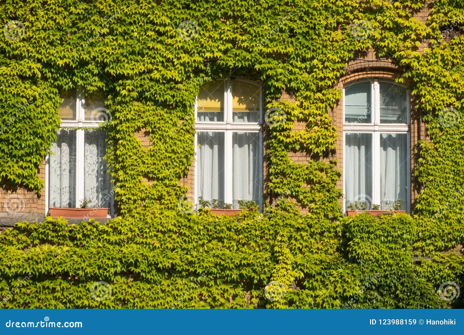 Facade Overgrown With Ivy Leaves, Two Arched Windows Royalty-Free Stock ...