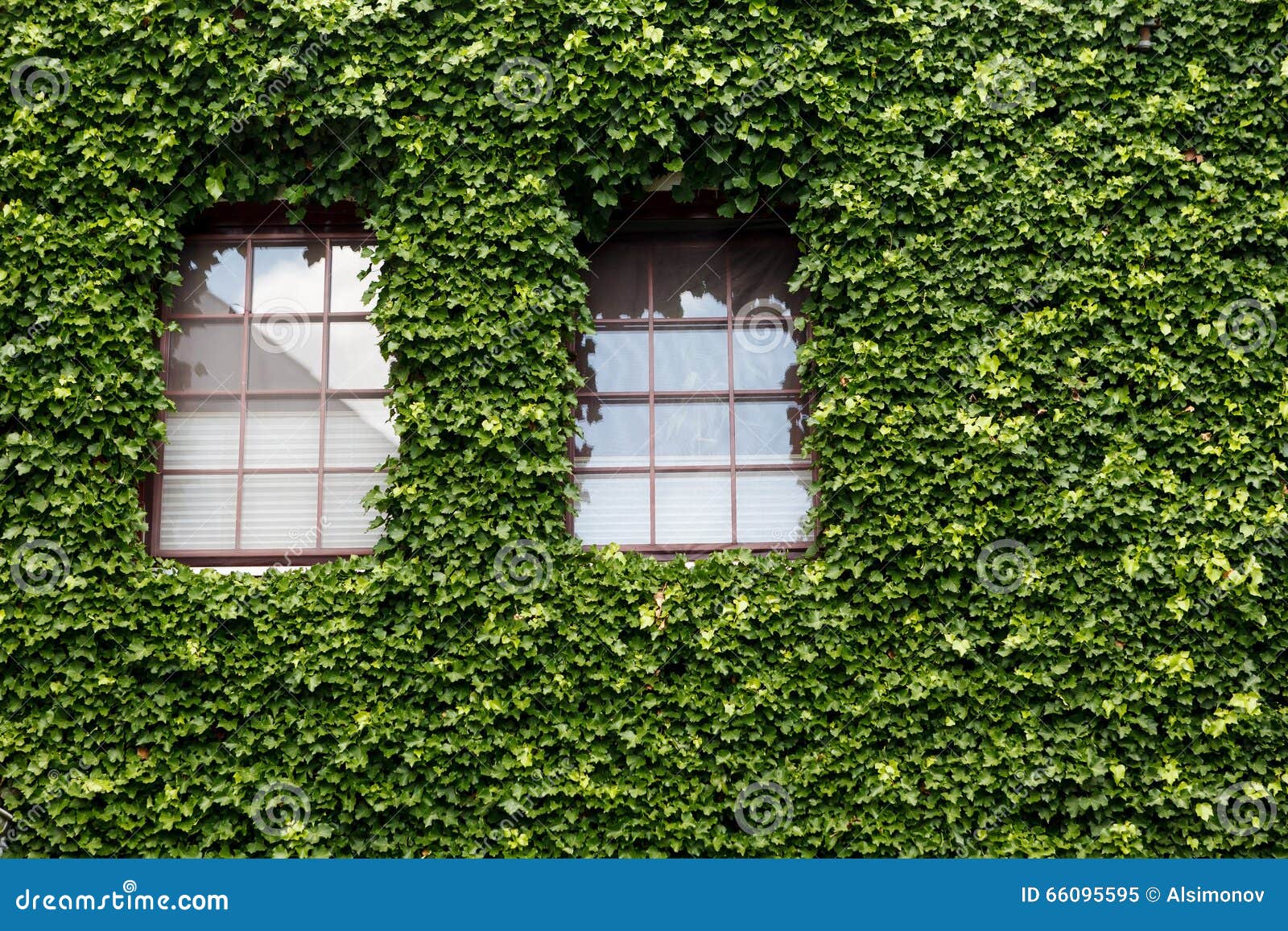 Windows on an Old House Covered with Ivy Stock Image - Image of ...