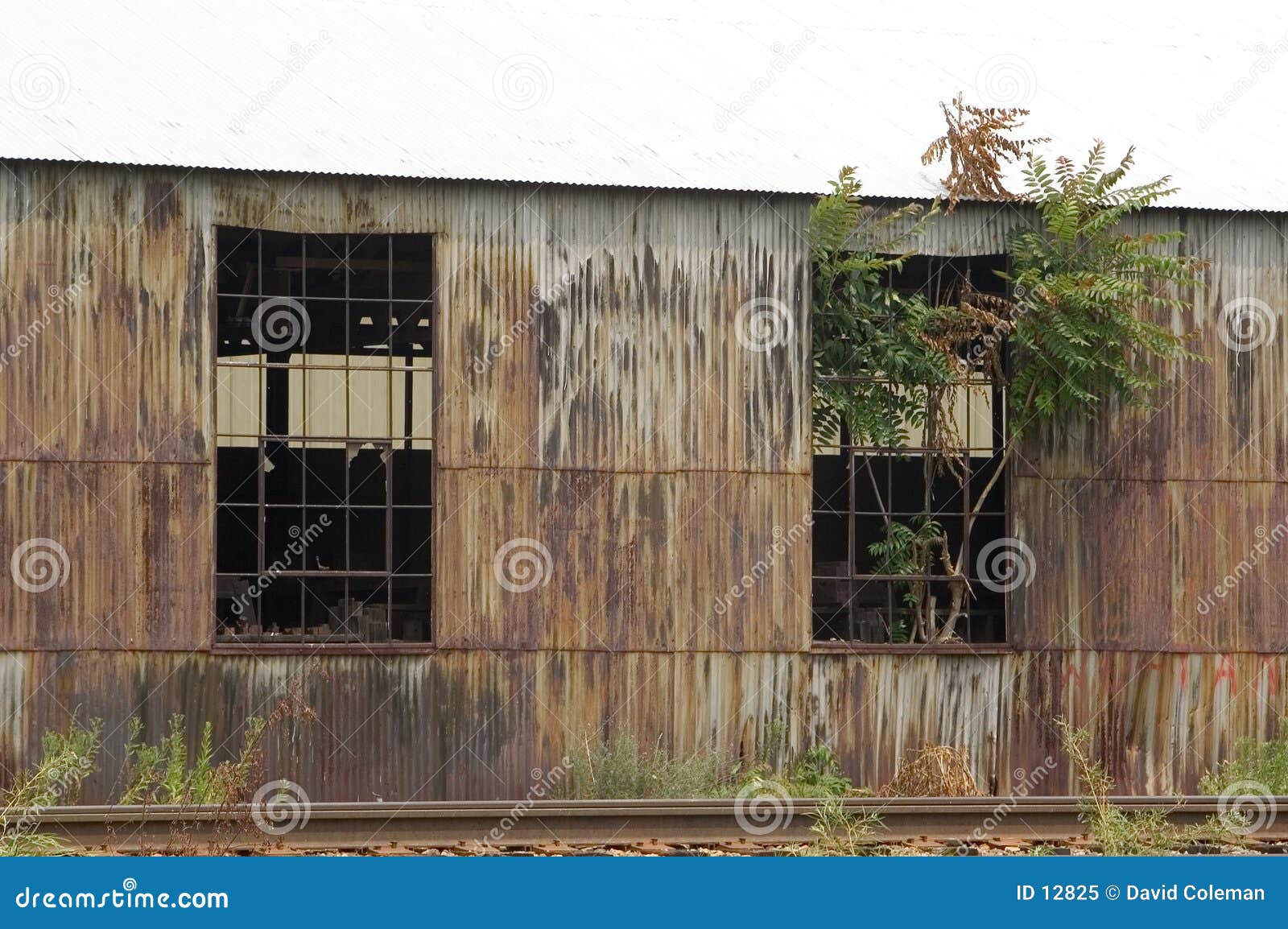Windows with tree stock image. Image of growing, reclaiming - 12825