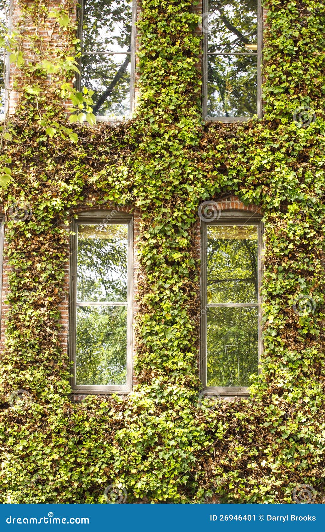 Windows in Vine Covered Building Stock Image - Image of green, glass ...
