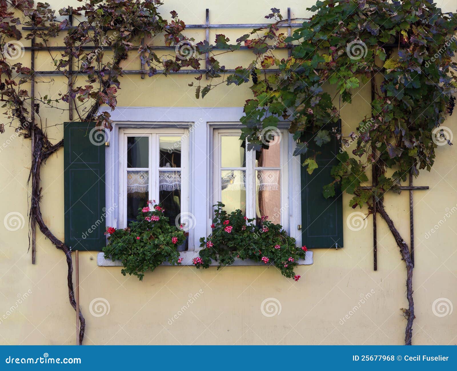 Windows and Vines stock photo. Image of windows, home - 25677968