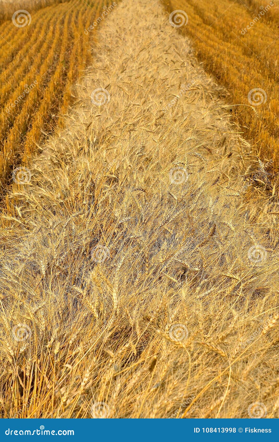 Windrow of Ripe Wheat Grain Stock Photo - Image of kernels, combine ...